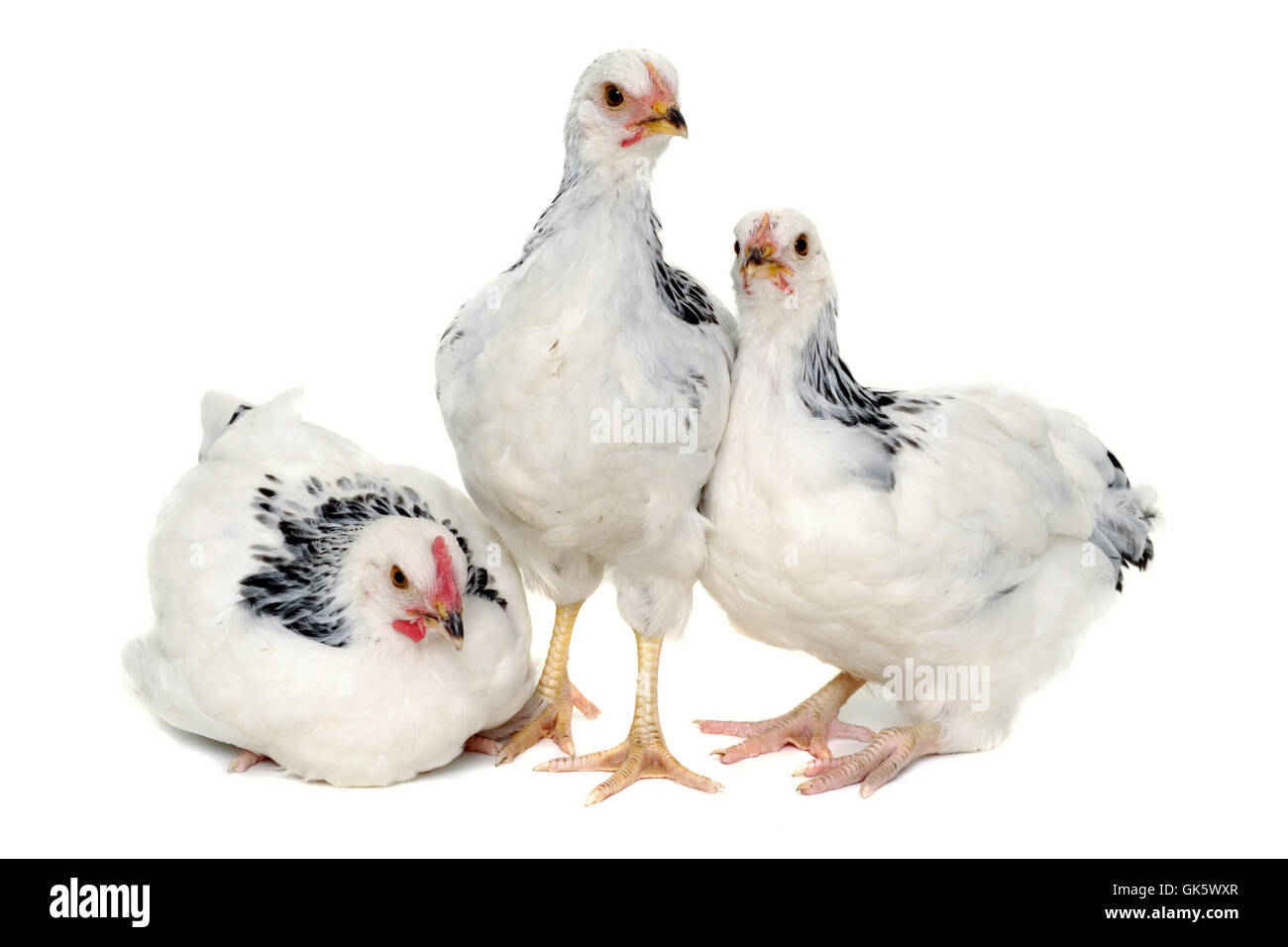 Rooster with hens Cut Out Stock Images & Pictures - Alamy