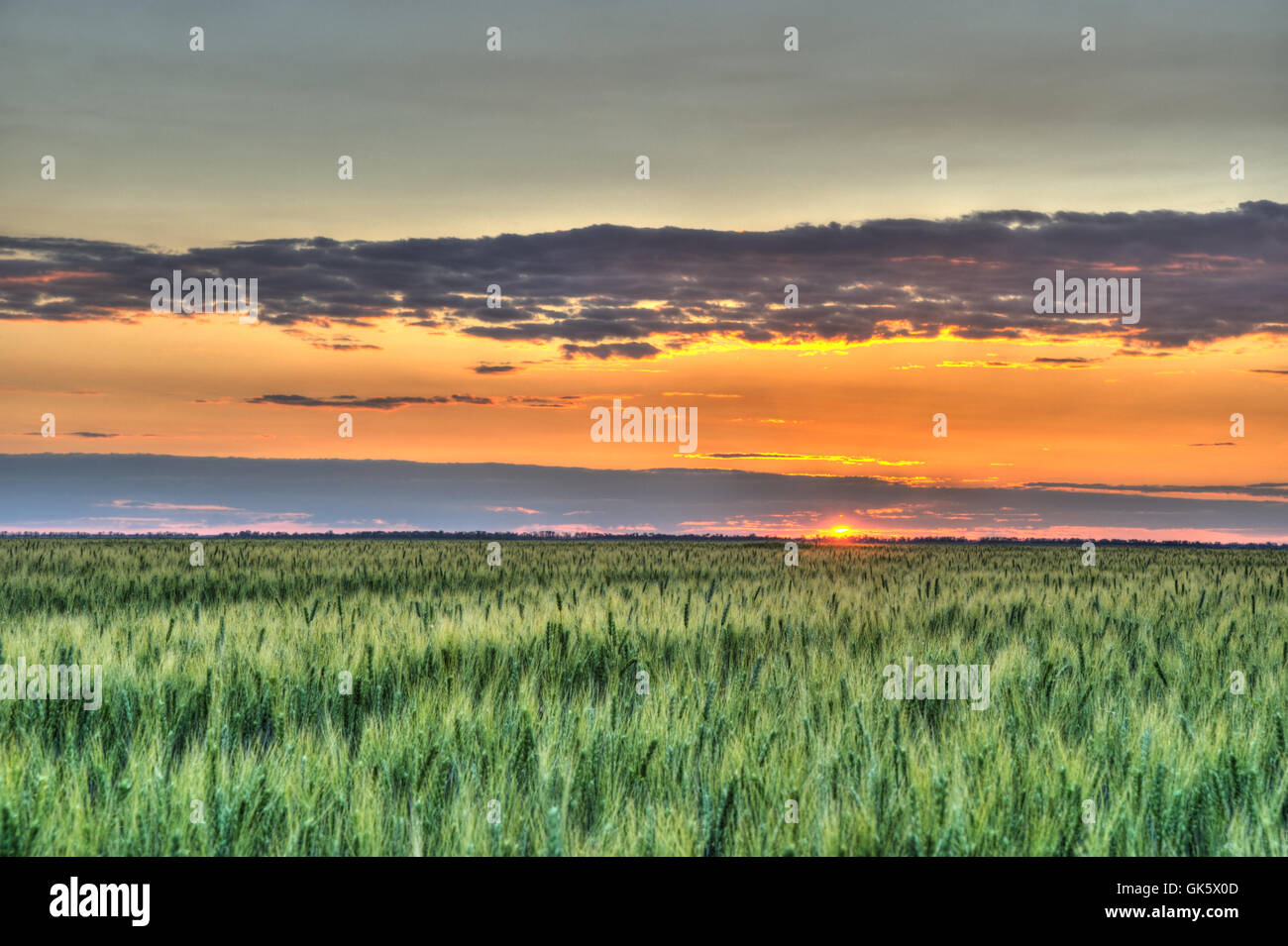Wheat and sunset Stock Photo - Alamy