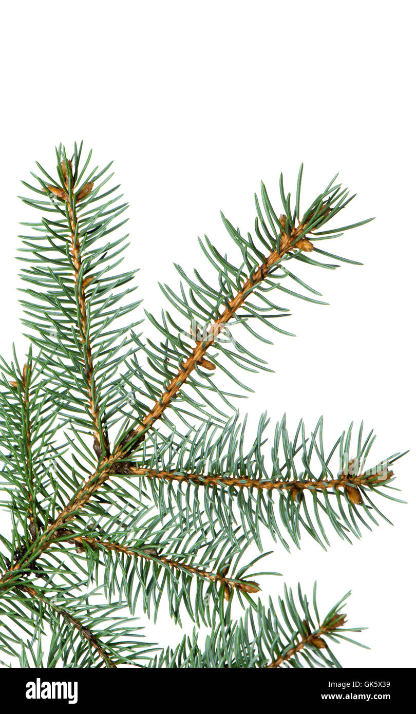 Studio close up branch hi-res stock photography and images - Alamy