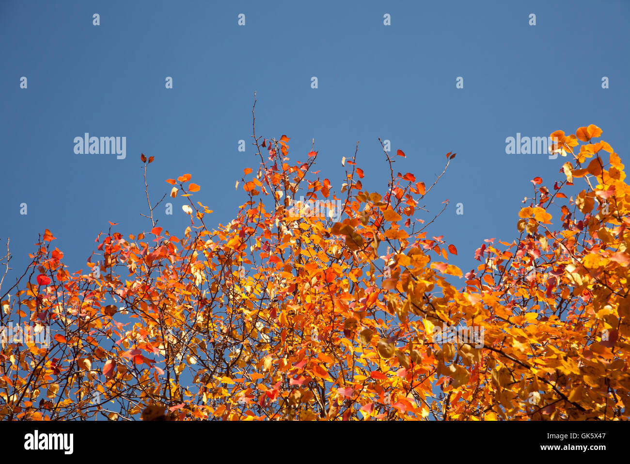 Bright autumn foliage Stock Photo - Alamy