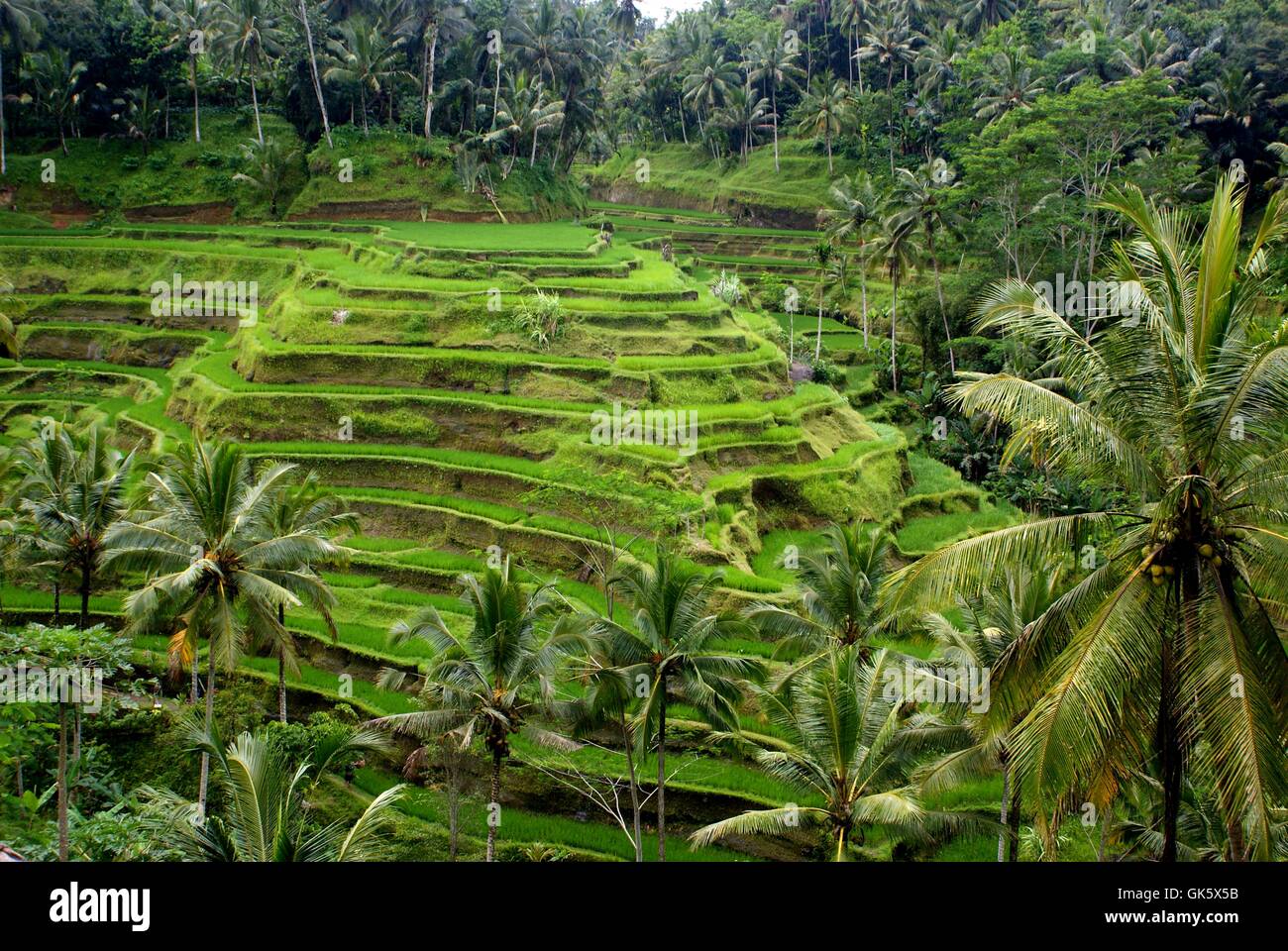 Rice field, Bali, Indonesia Stock Photo - Alamy
