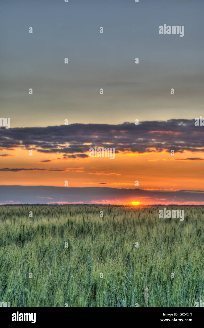 Wheat and sunset Stock Photo - Alamy