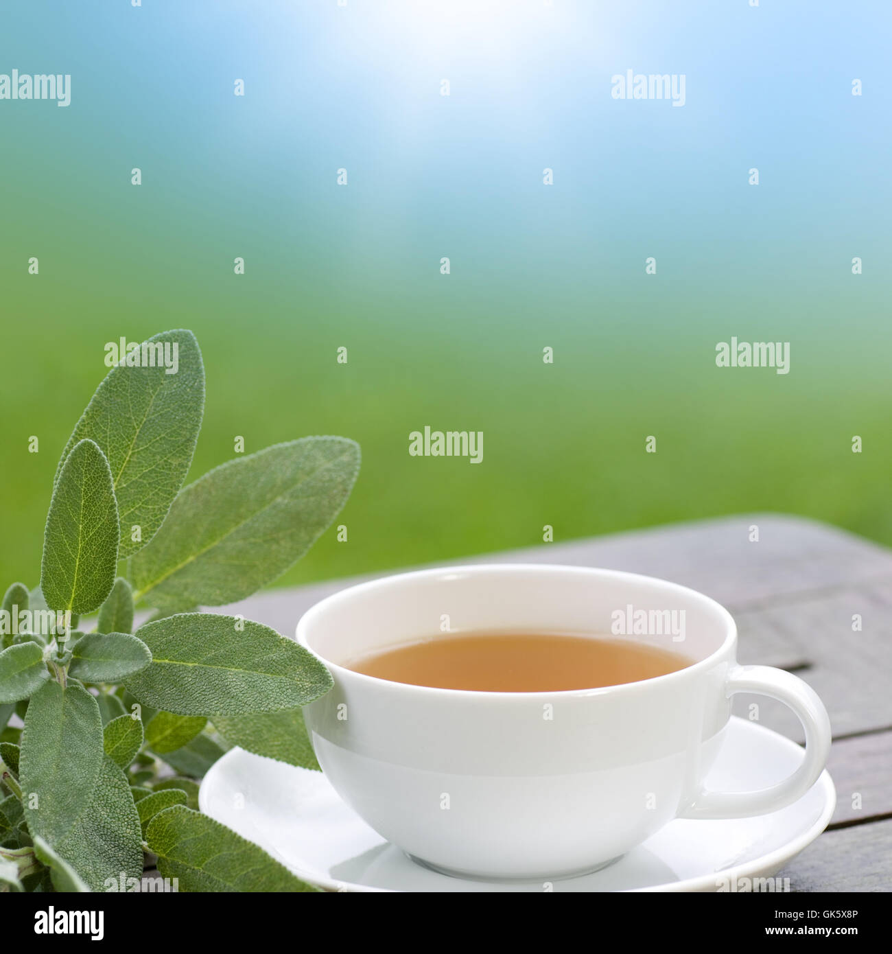 Salbeitee Sage Tea High Resolution Stock Photography and Images - Alamy