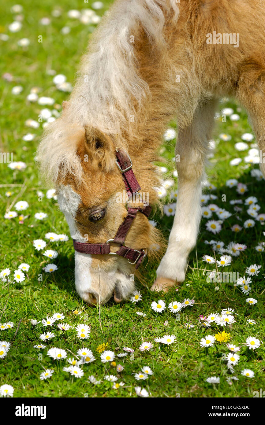 Horse foal eating grass Stock Photo - Alamy
