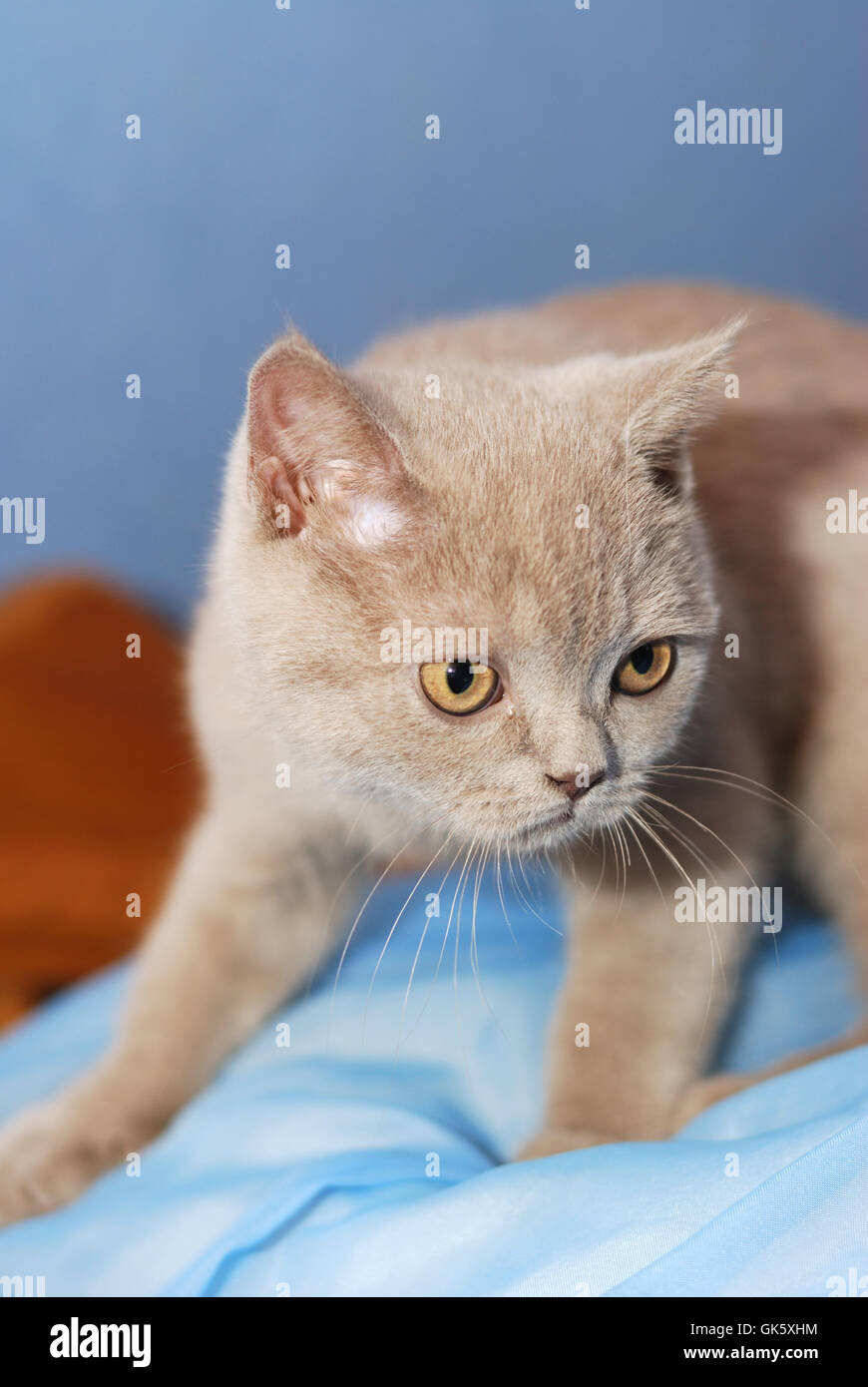 House cat of ashy color Stock Photo - Alamy