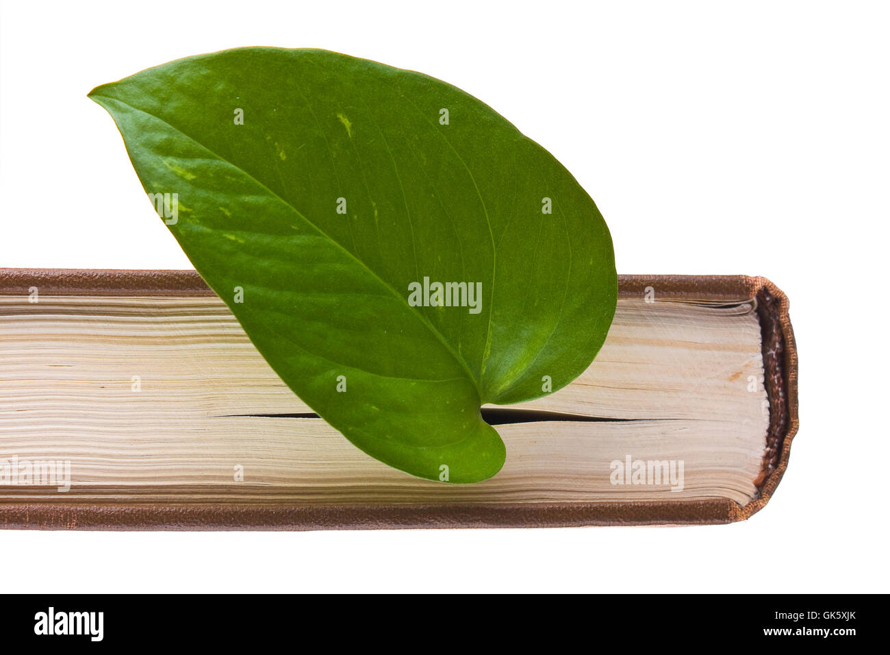 book with a green leaf Stock Photo - Alamy