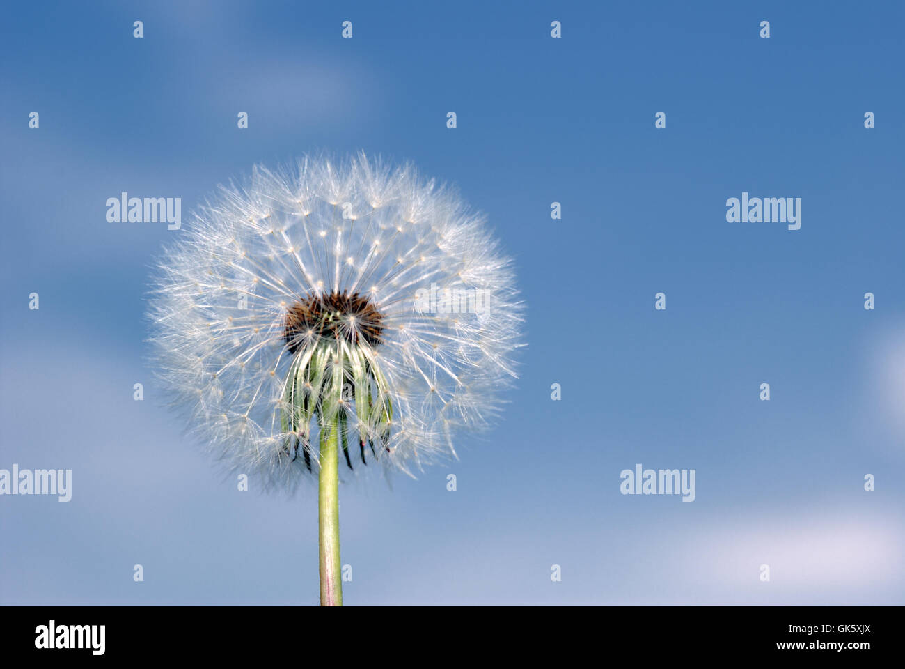 Tooth seed hi-res stock photography and images - Alamy