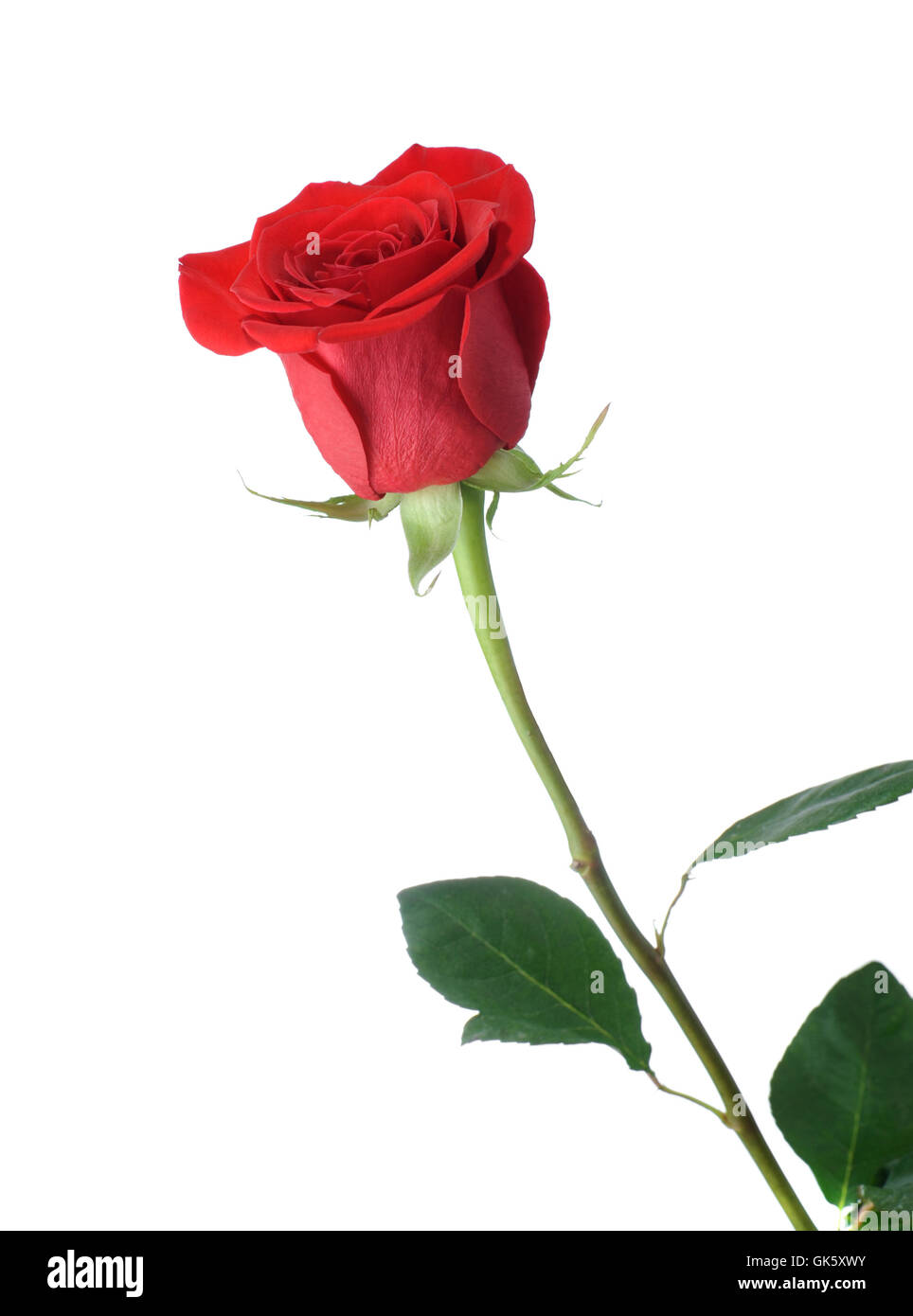 Green effect rose hi-res stock photography and images - Alamy