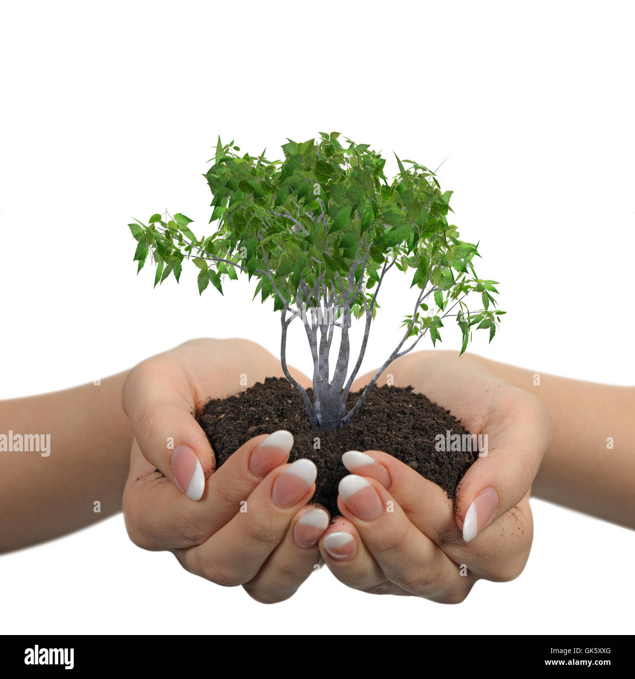 Female hands with soil and a plant Stock Photo - Alamy