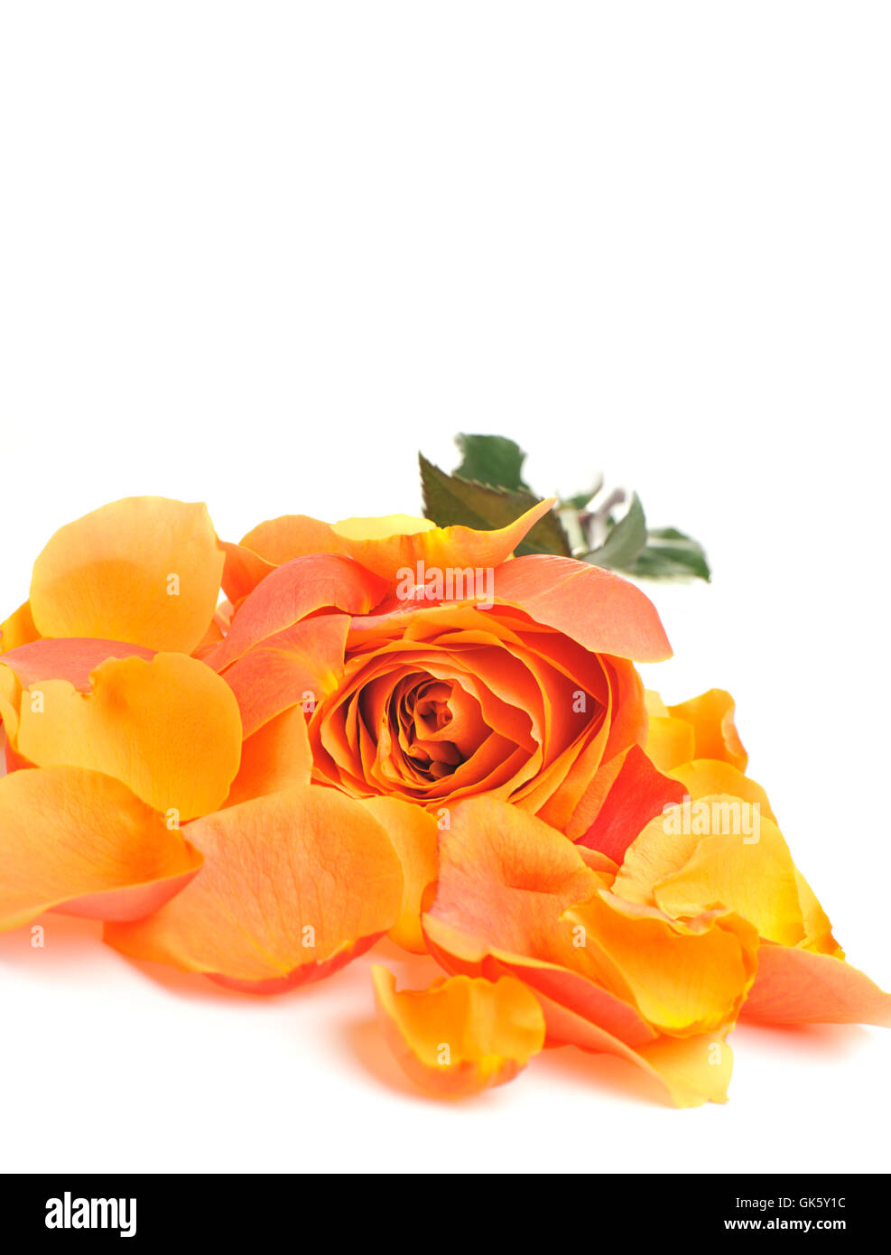 Rose with petals Stock Photo - Alamy