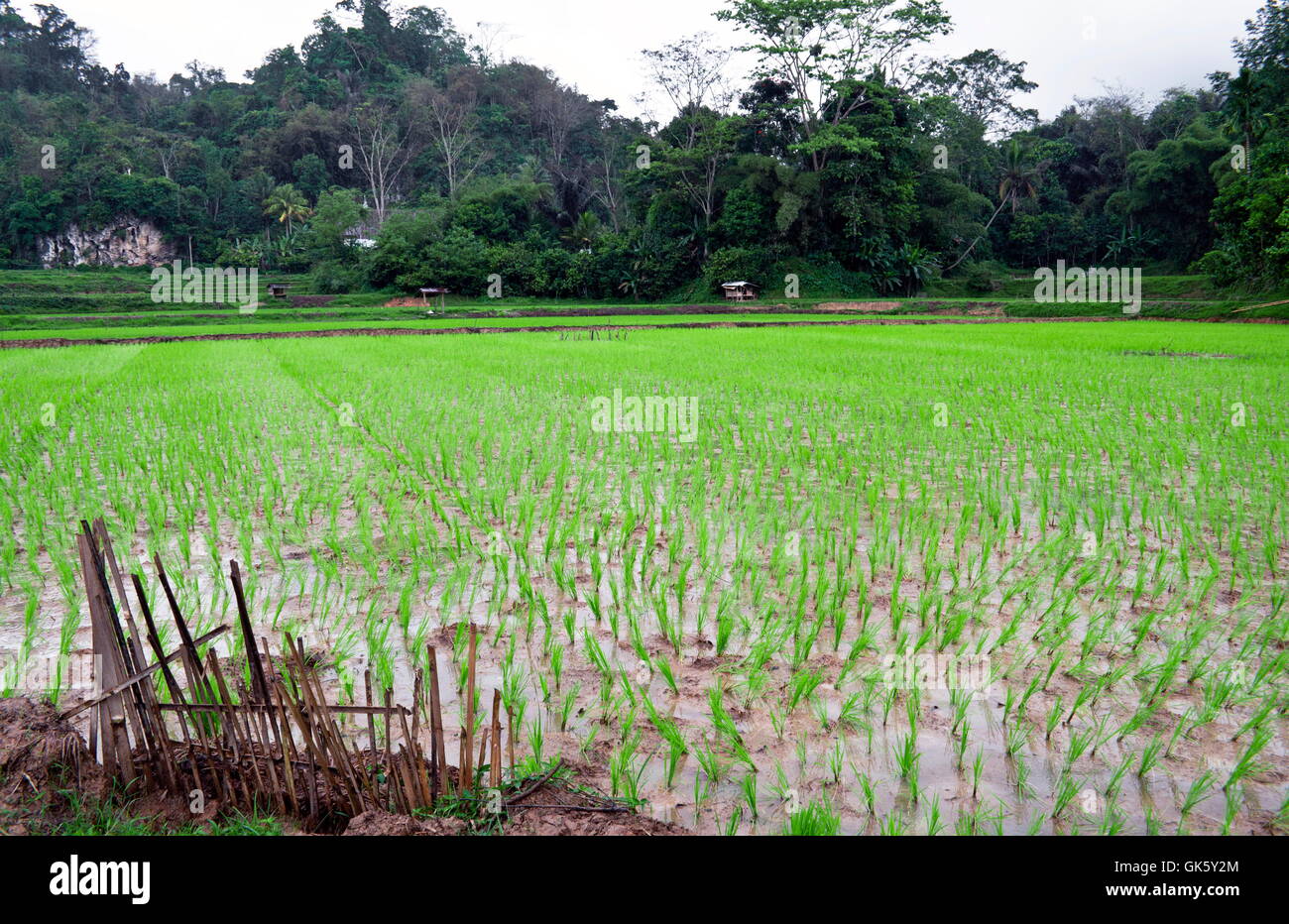 Indonesian rice plantation Stock Photo - Alamy