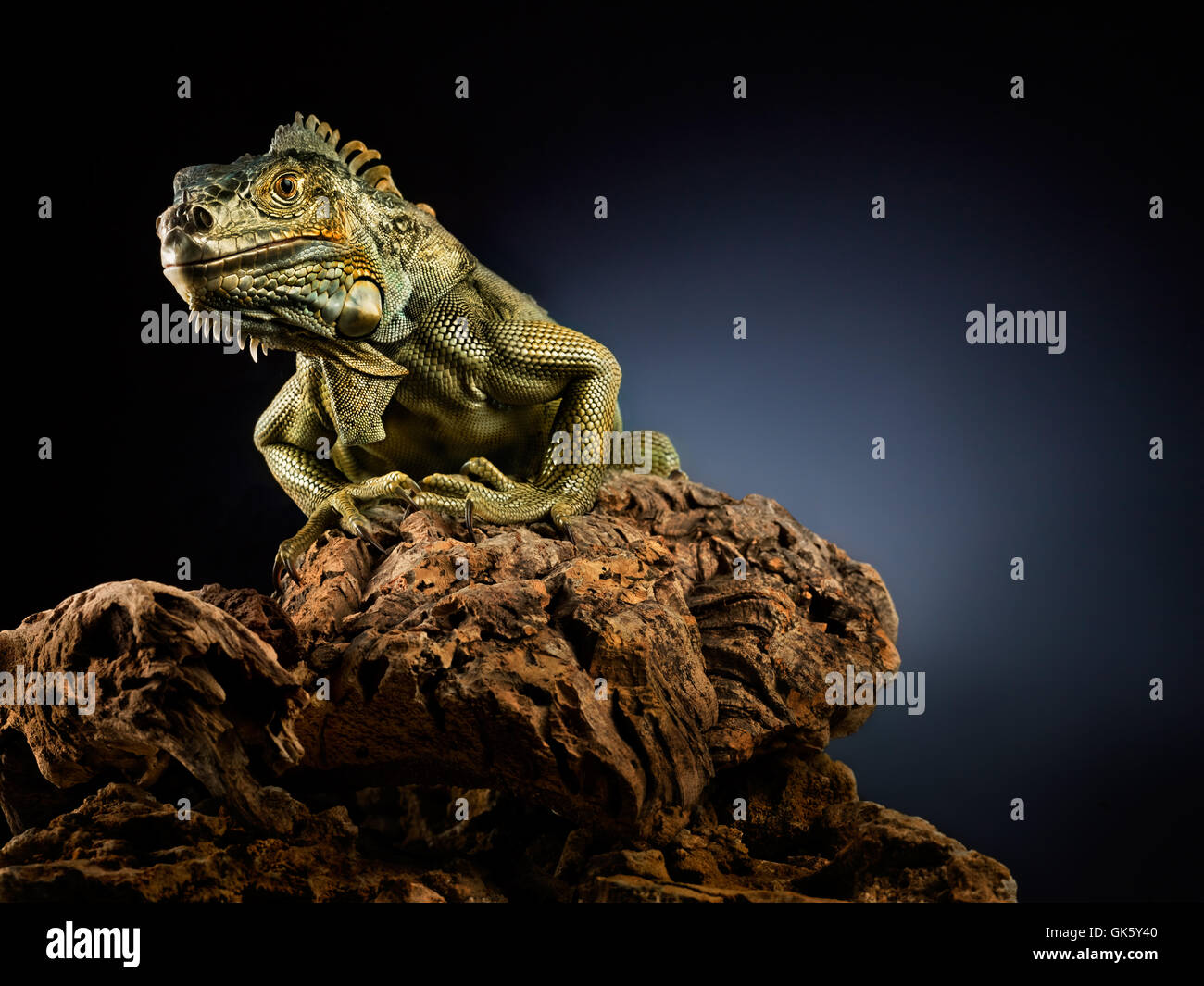 animal wild lizard Stock Photo - Alamy