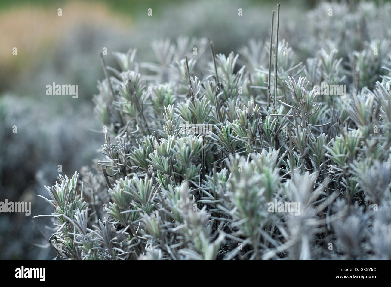 Lavender bushes in the spring Stock Photo - Alamy