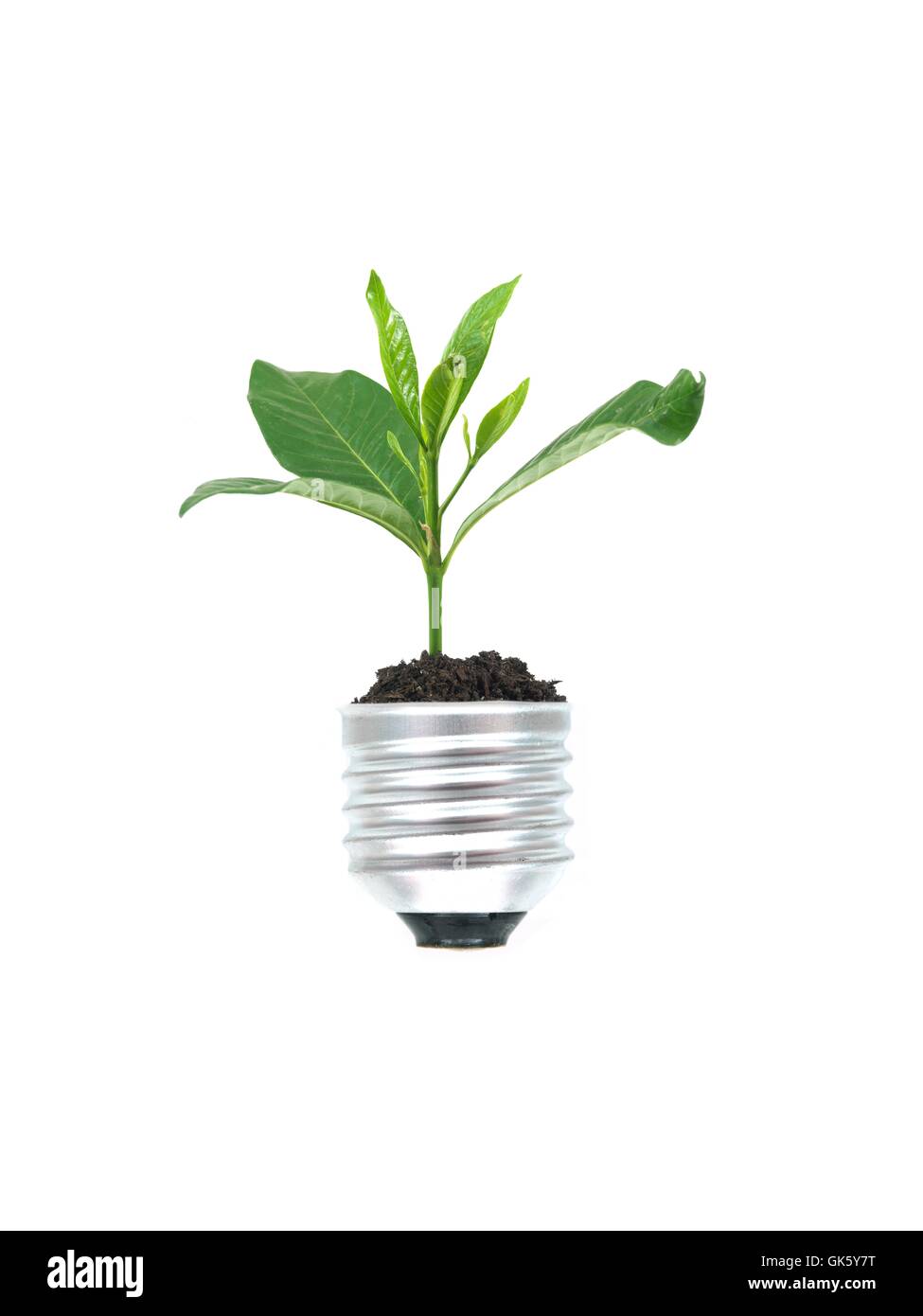 Light bulb small tree Cut Out Stock Images & Pictures - Alamy