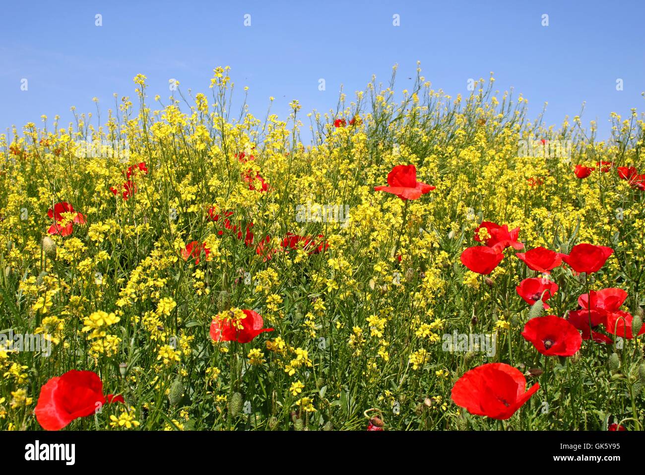 Poppy and charlock flowers Stock Photo - Alamy