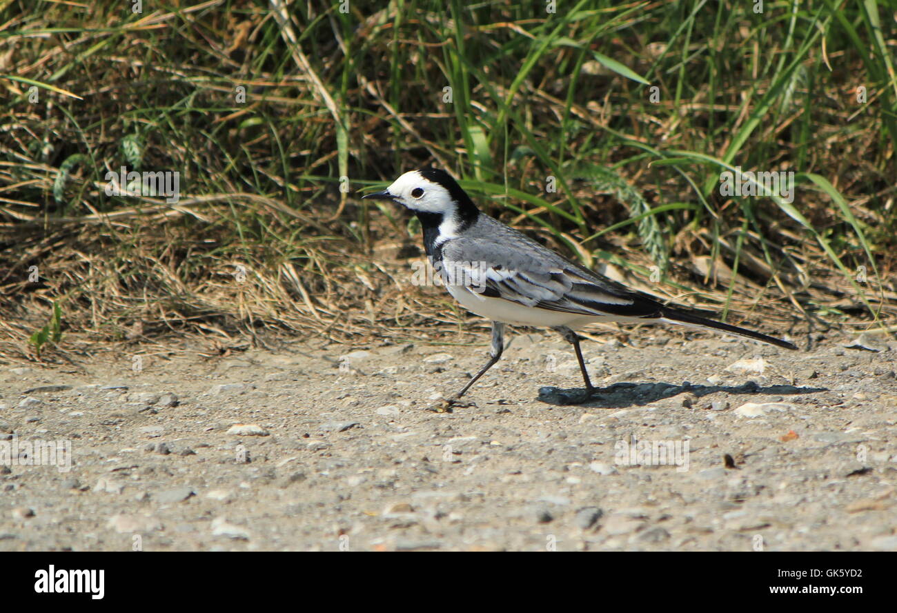 Pied wagtail on rocks hi-res stock photography and images - Alamy