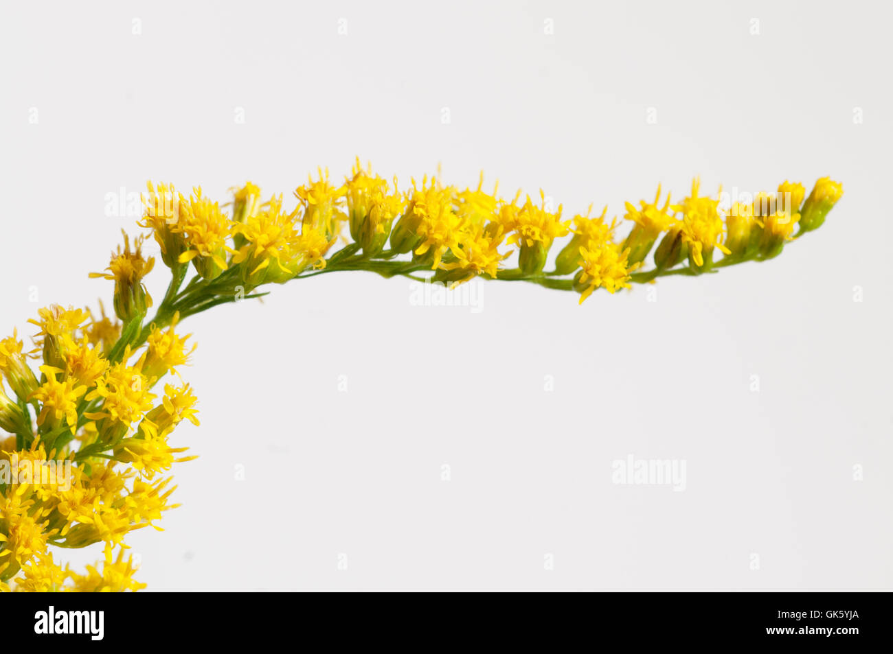 Solidago flowers over light background, close up Stock Photo - Alamy
