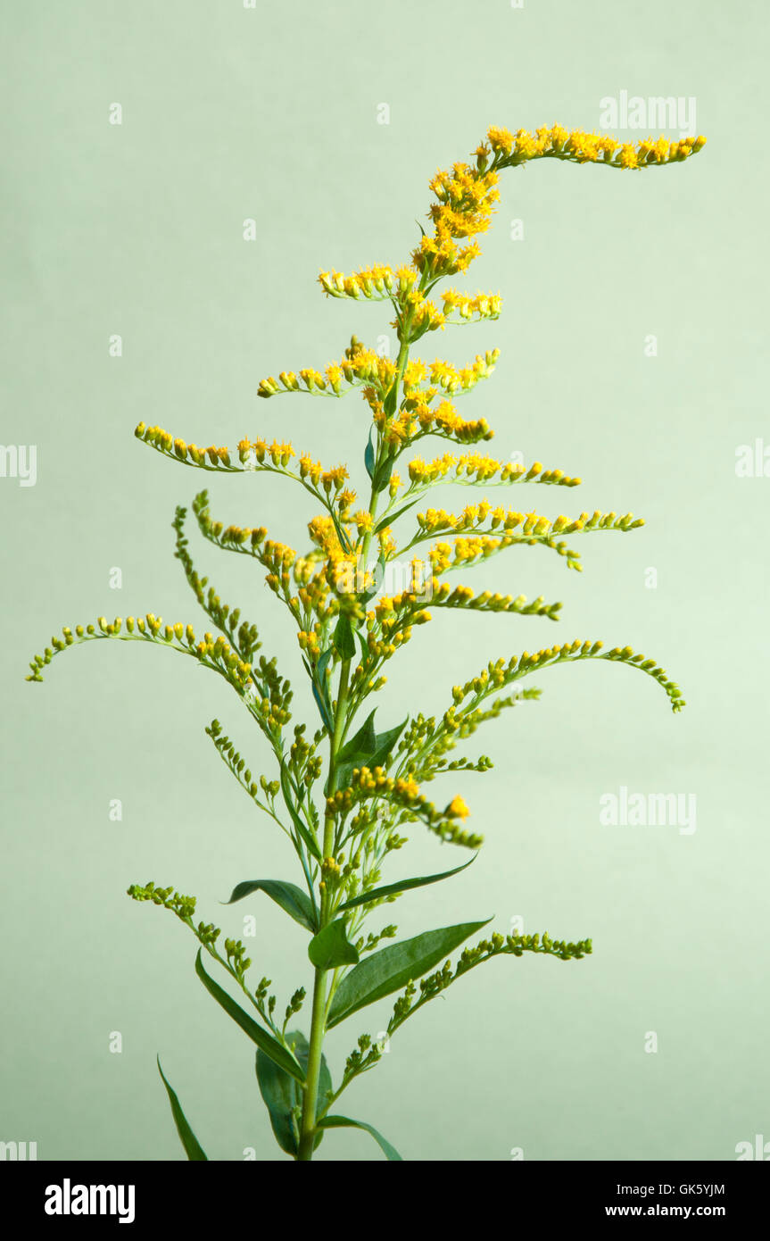 Yellowtop hi-res stock photography and images - Alamy