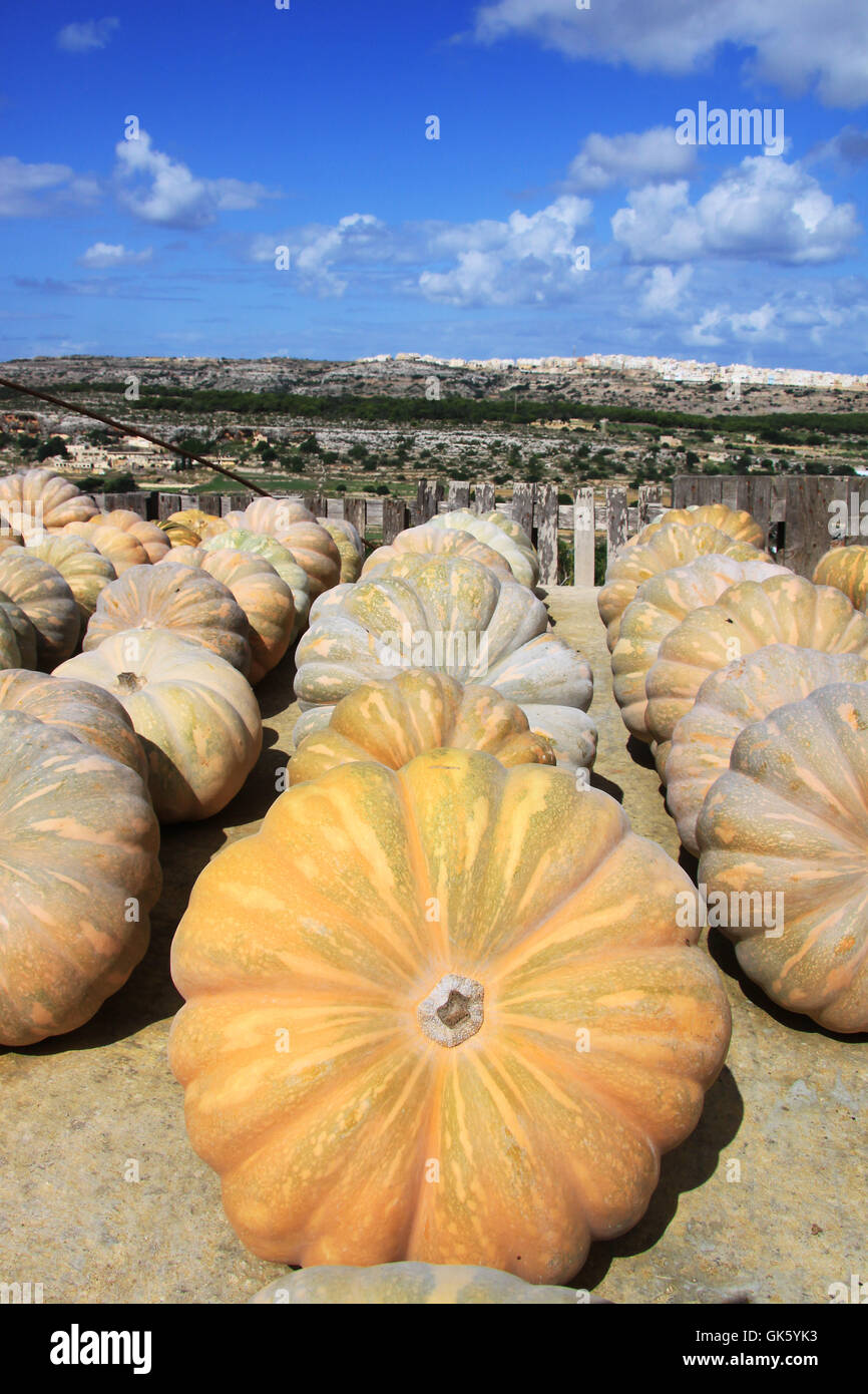 Pumpkins drying in the sun Stock Photo - Alamy
