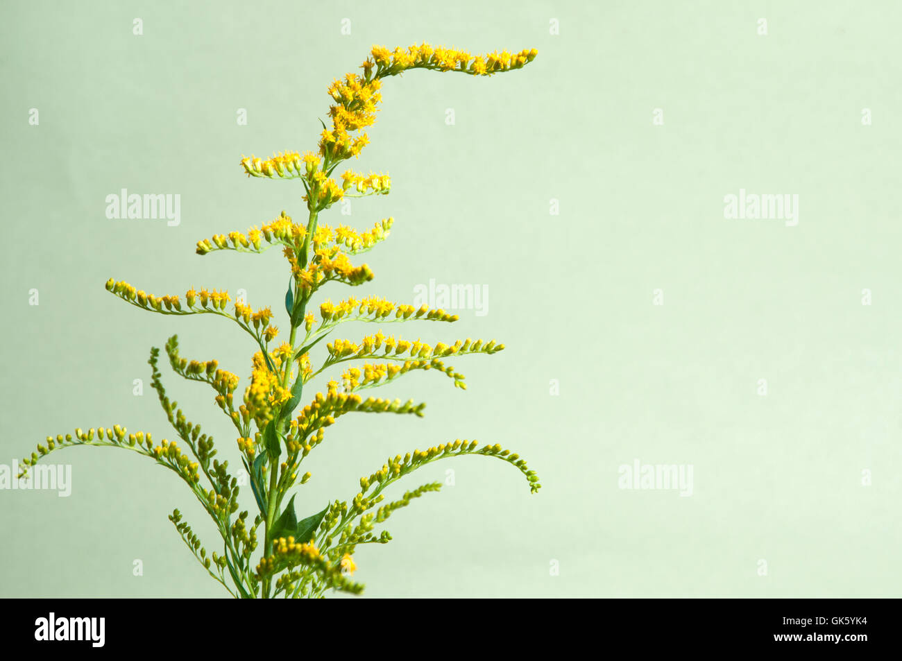 Solidago flowers over green background, close up Stock Photo - Alamy