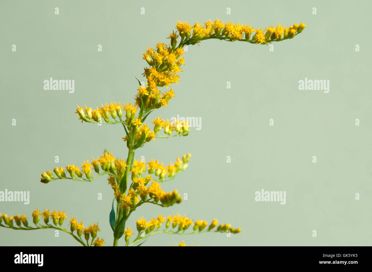 Solidago flowers over green background, close up Stock Photo - Alamy