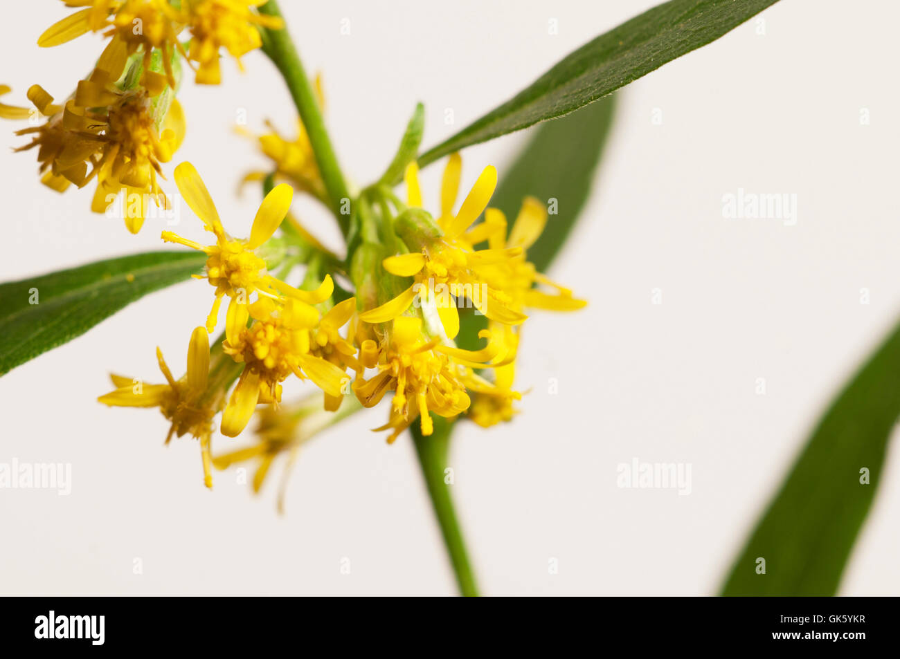 Solidago flowers over light background, close up Stock Photo - Alamy