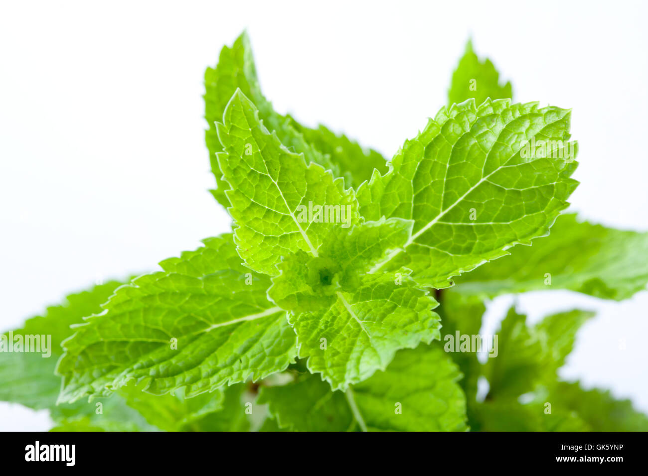 Fresh mint leaves Stock Photo - Alamy