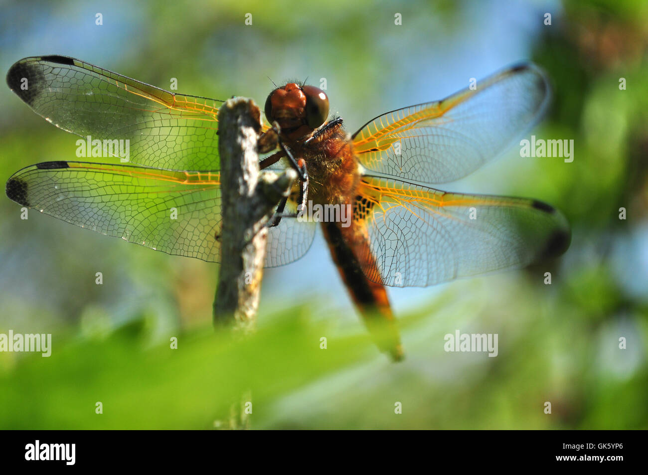 Dragonfly biology hi-res stock photography and images - Alamy