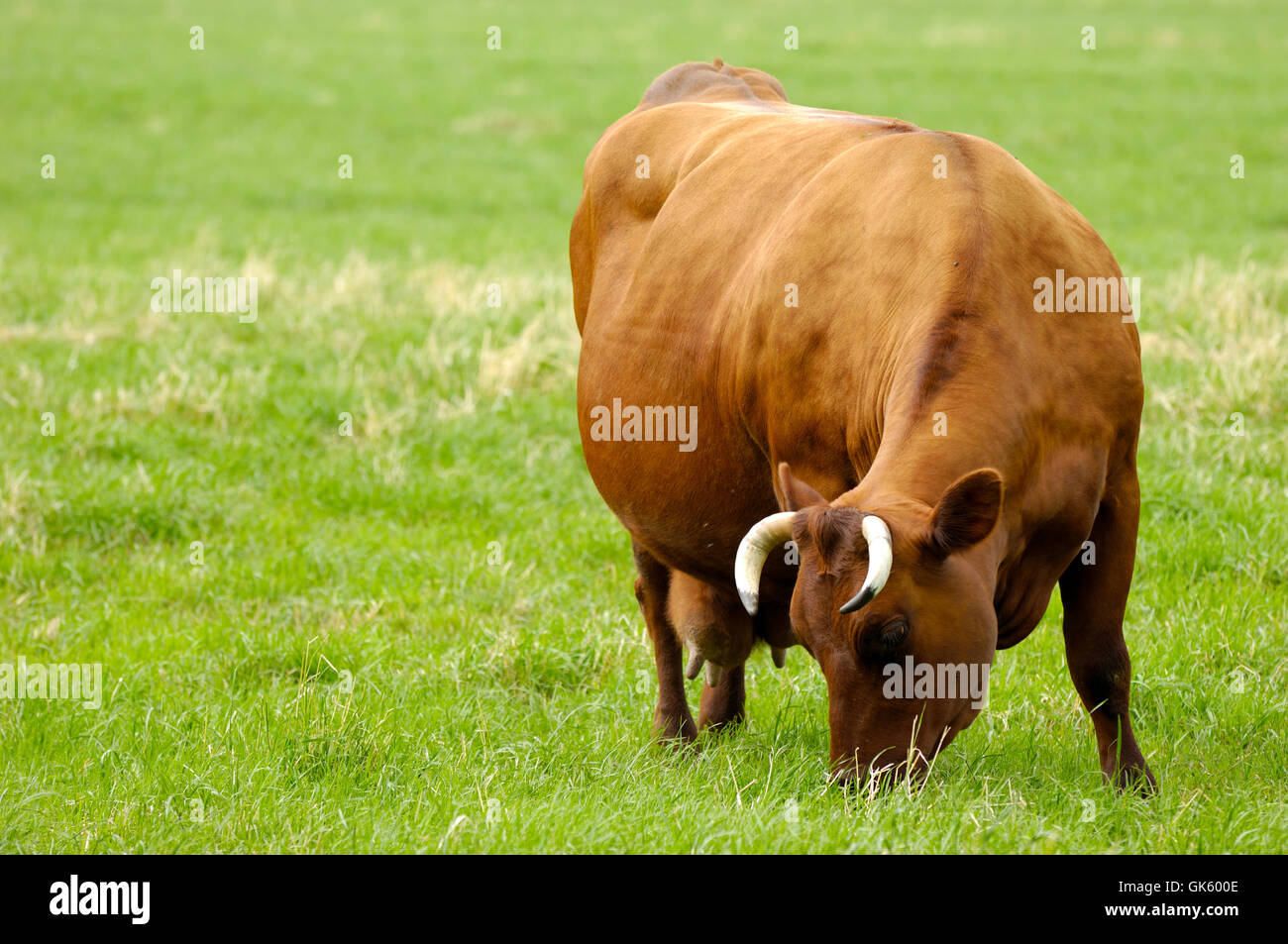Cow eating grass Stock Photo - Alamy