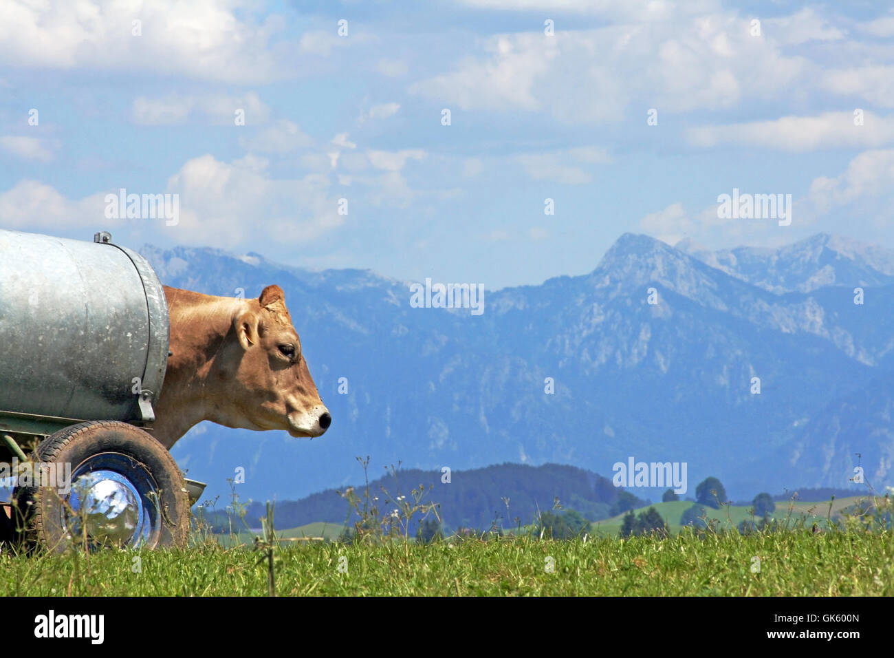 Allgauer braunvieh hi-res stock photography and images - Alamy