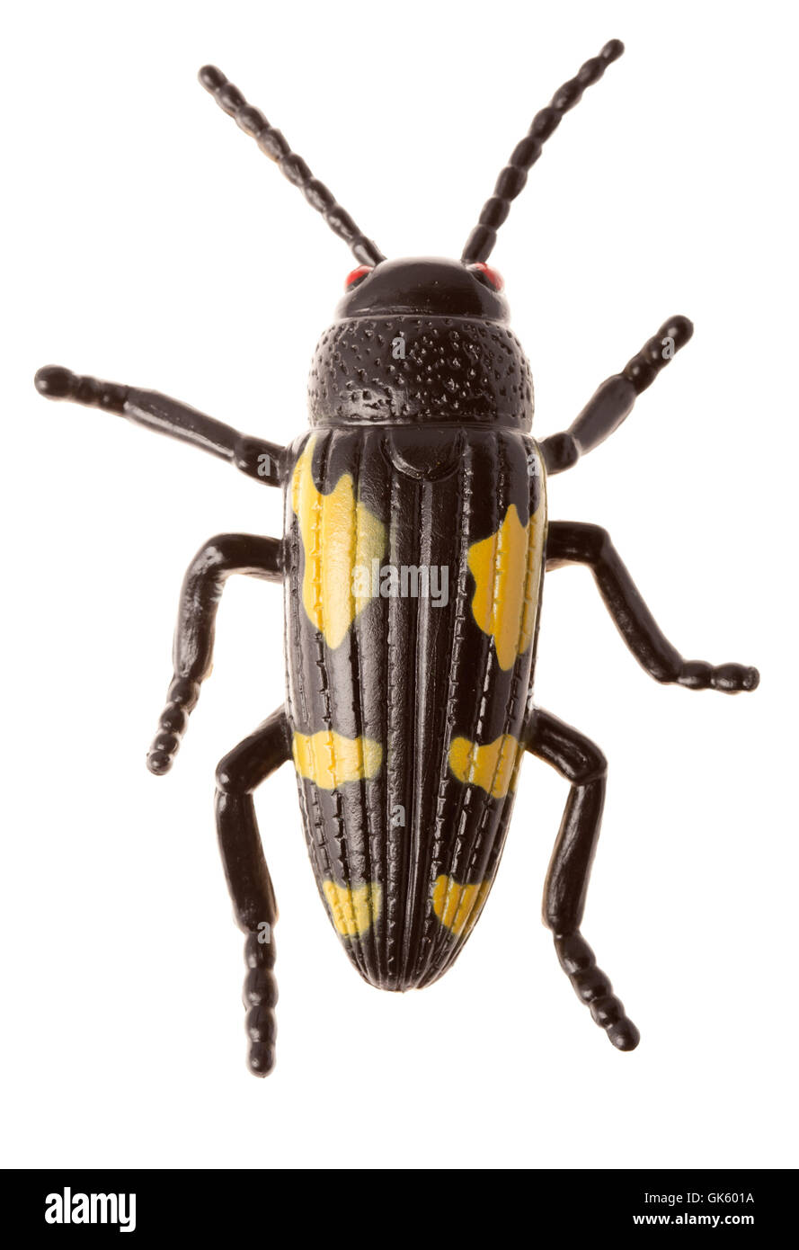 Dor bug hi-res stock photography and images - Alamy