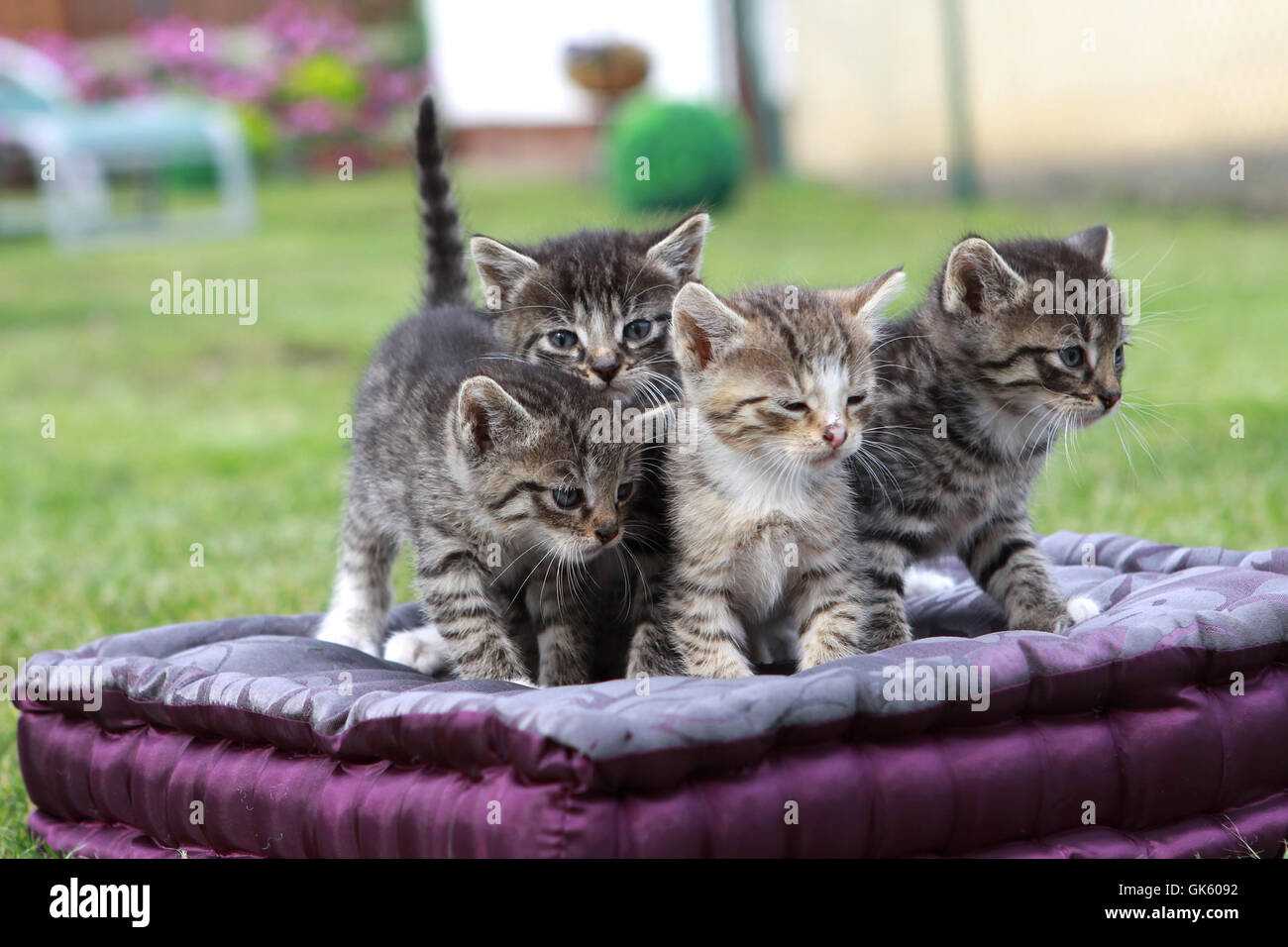 Babies and cats hi-res stock photography and images - Alamy
