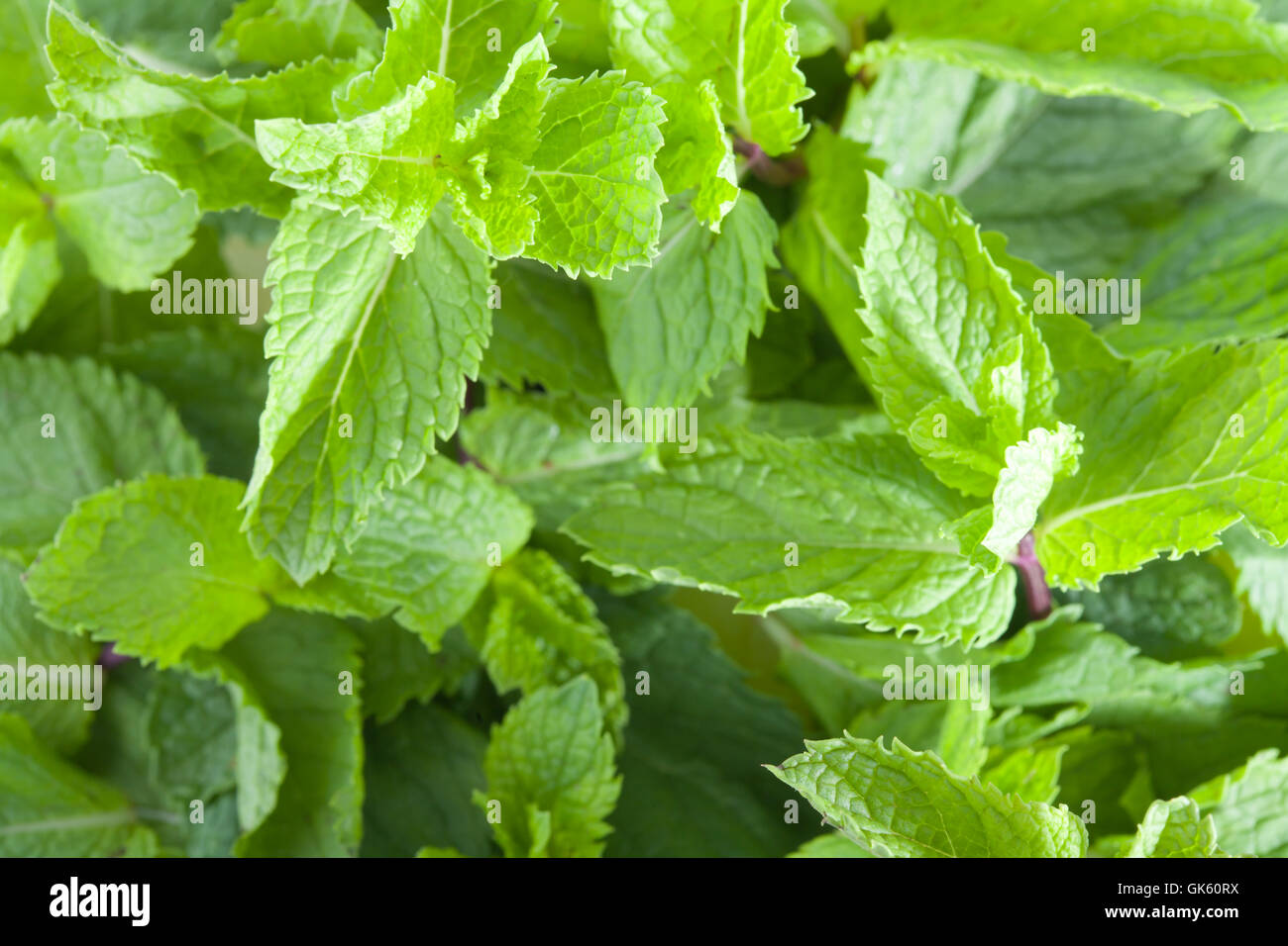 Fresh mint leaves Stock Photo - Alamy