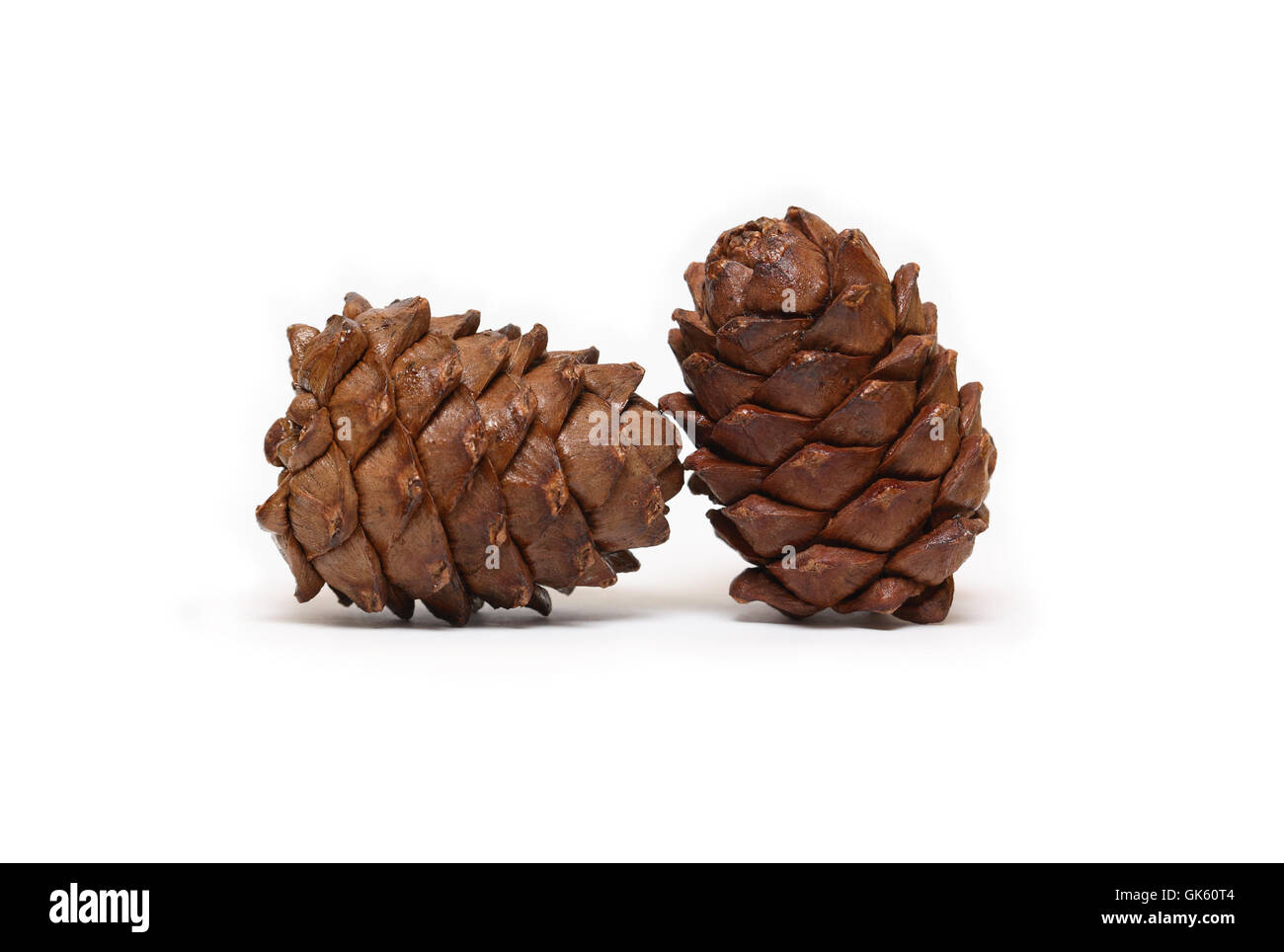 Cedar seed hi-res stock photography and images - Alamy