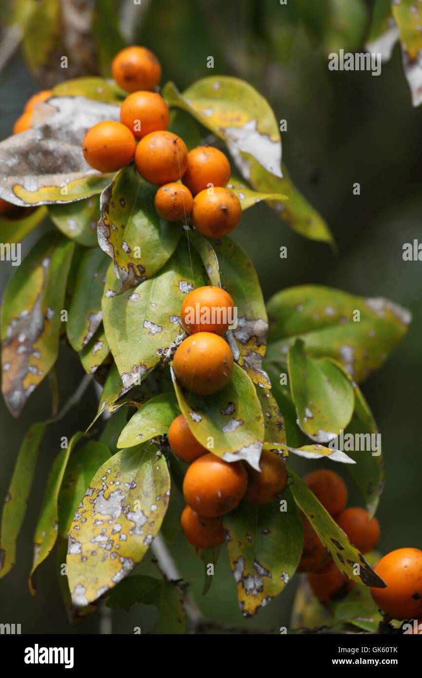 poison strychnine australia Stock Photo - Alamy