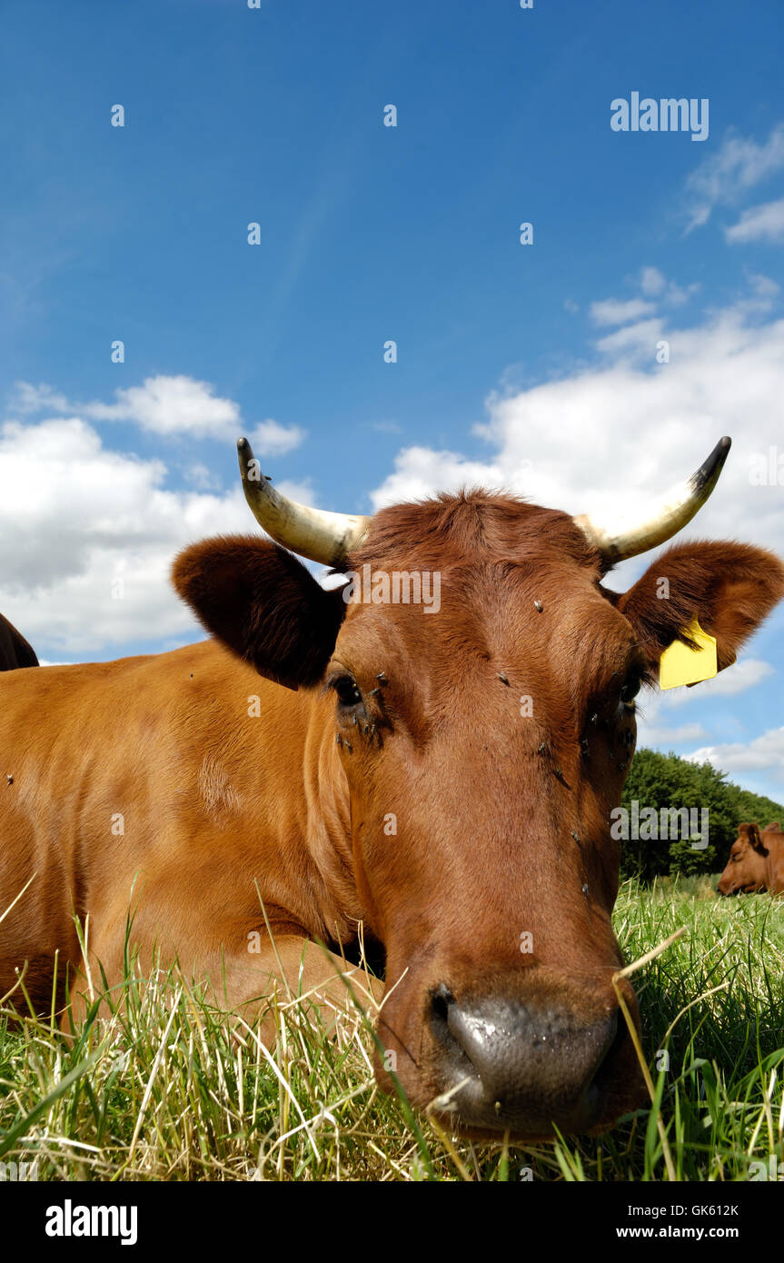 Milk cow face hi-res stock photography and images - Alamy