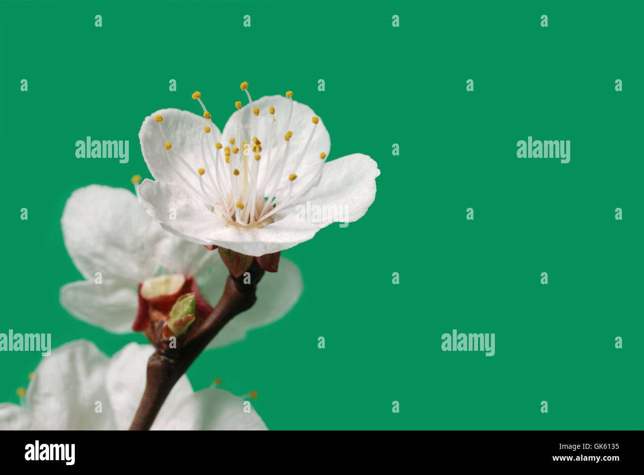 Blossoming branch of a tree Stock Photo - Alamy