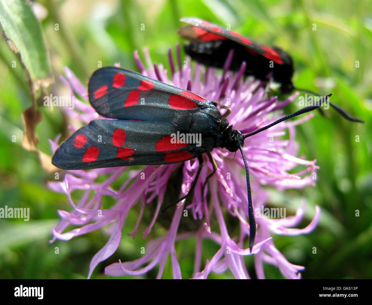 Insect blood hi-res stock photography and images - Alamy