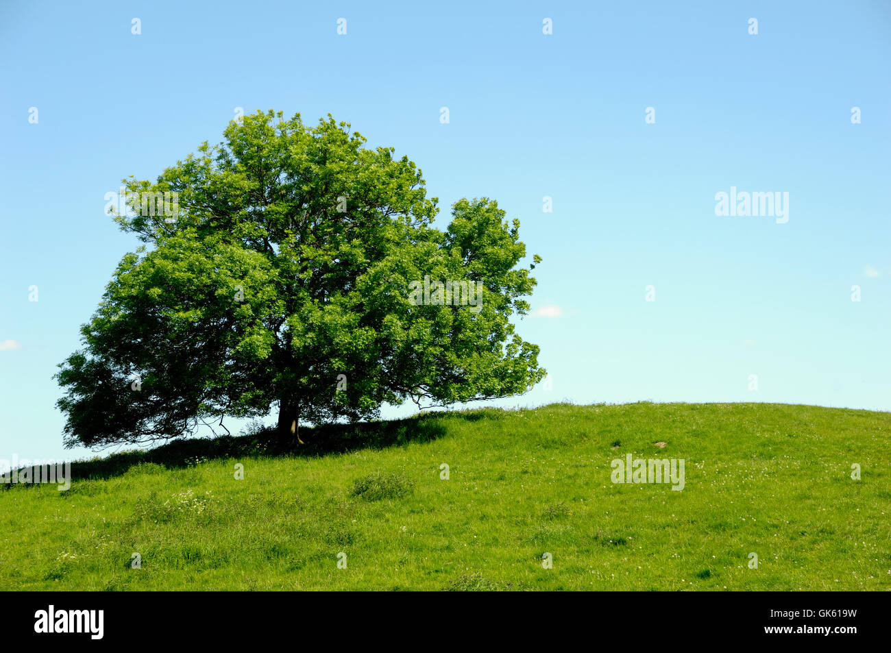 Tree on hill Stock Photo - Alamy