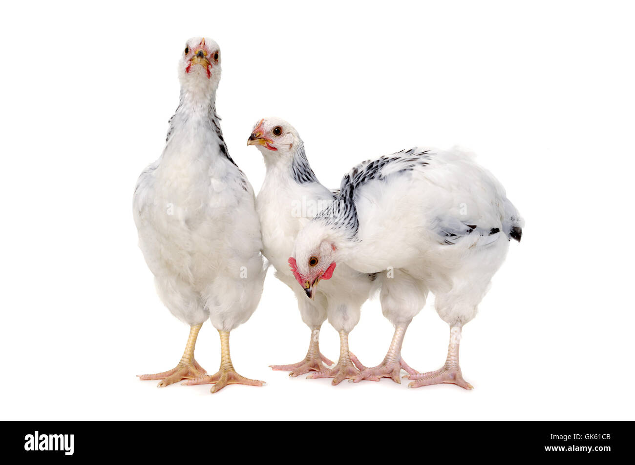 Resting chickens farm animals hi-res stock photography and images - Alamy