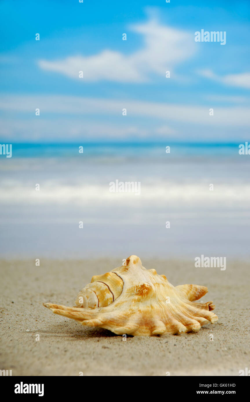 Conch on beach hi-res stock photography and images - Alamy