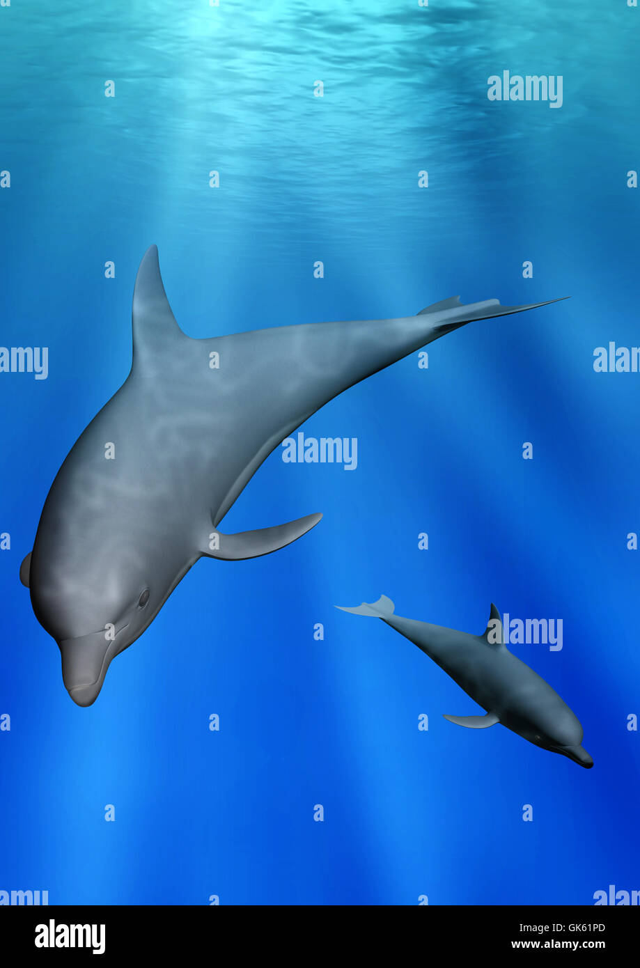 Underwater diving dolphins hi-res stock photography and images - Alamy