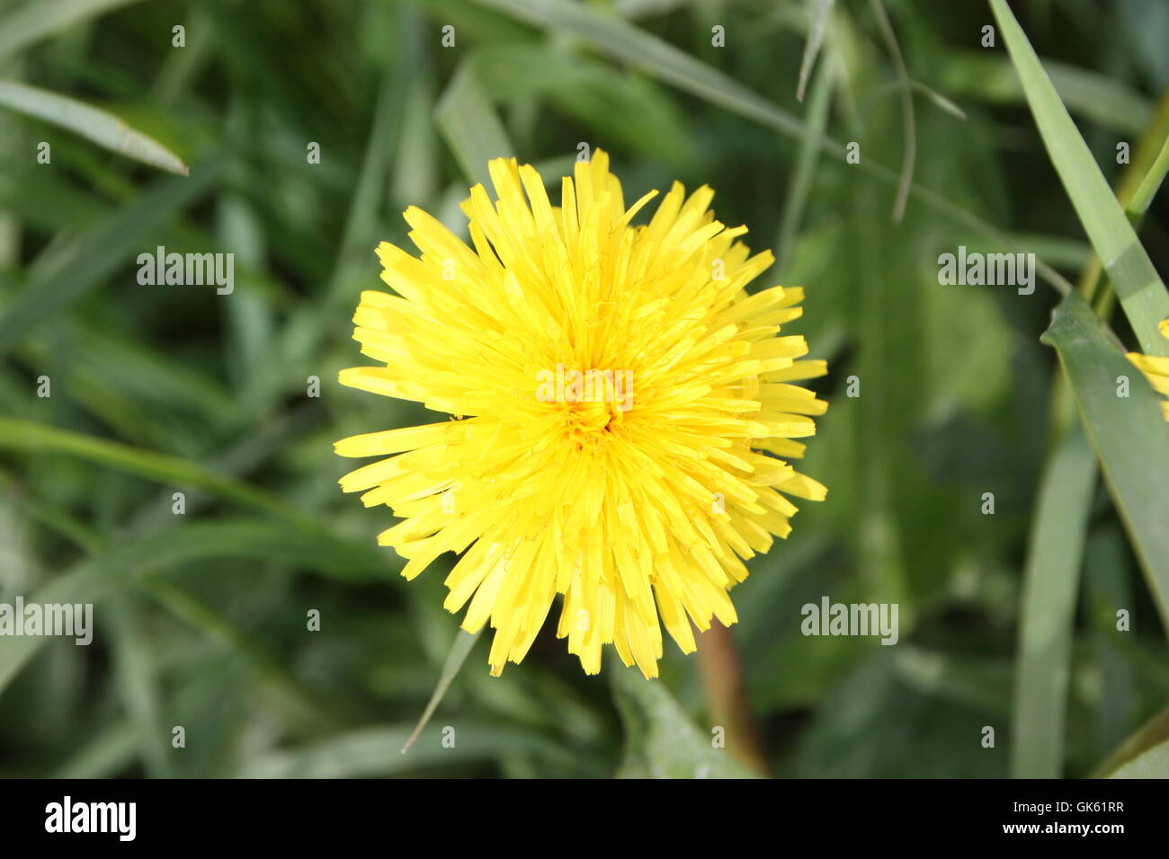 Dandy lion flower hi-res stock photography and images - Alamy