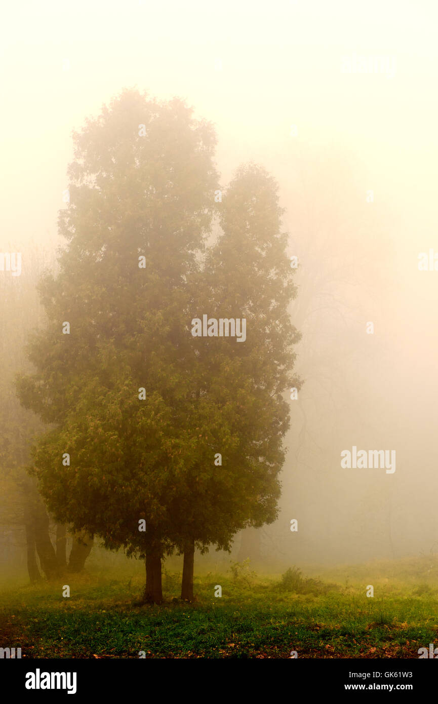 Tree in a fog Stock Photo - Alamy