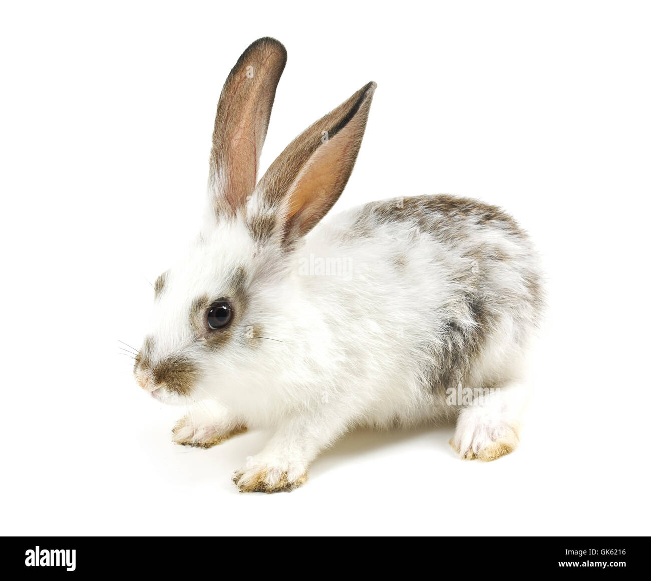 Home rabbit farm hi-res stock photography and images - Alamy