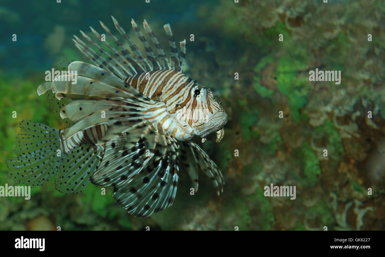 Alien fish hi-res stock photography and images - Alamy