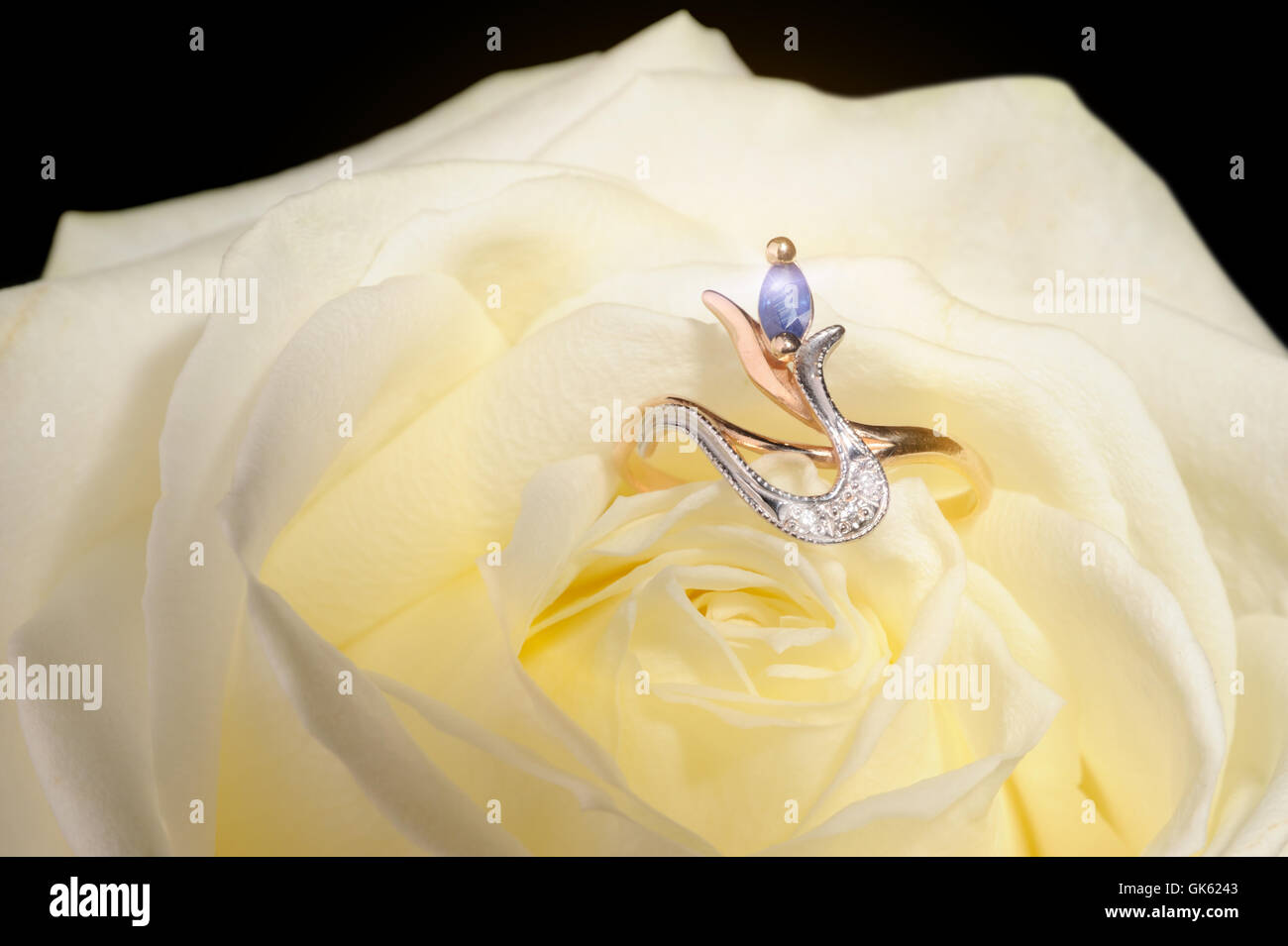 sparkle ring in a white rose Stock Photo - Alamy