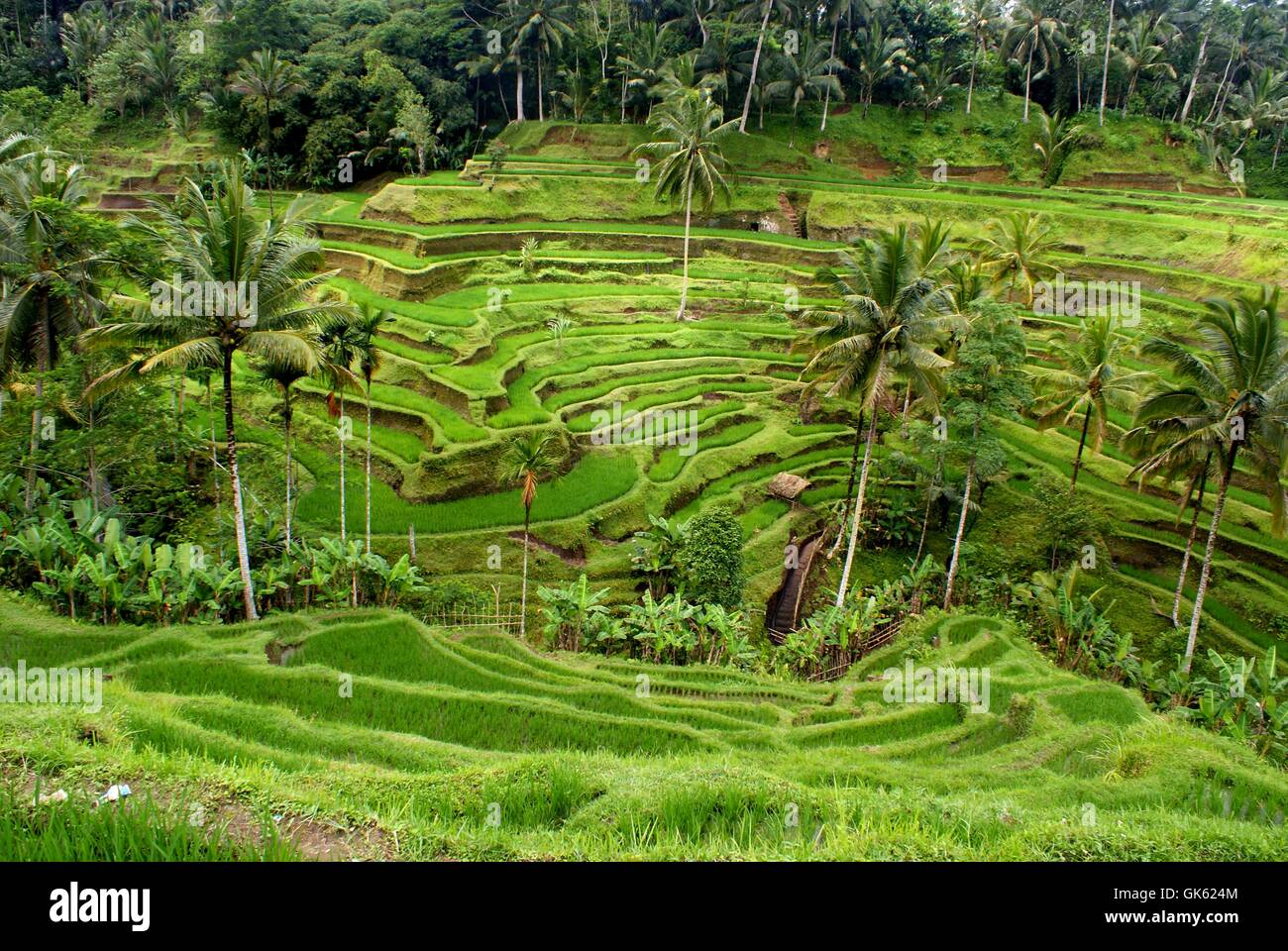 Rice field, Bali, Indonesia Stock Photo - Alamy