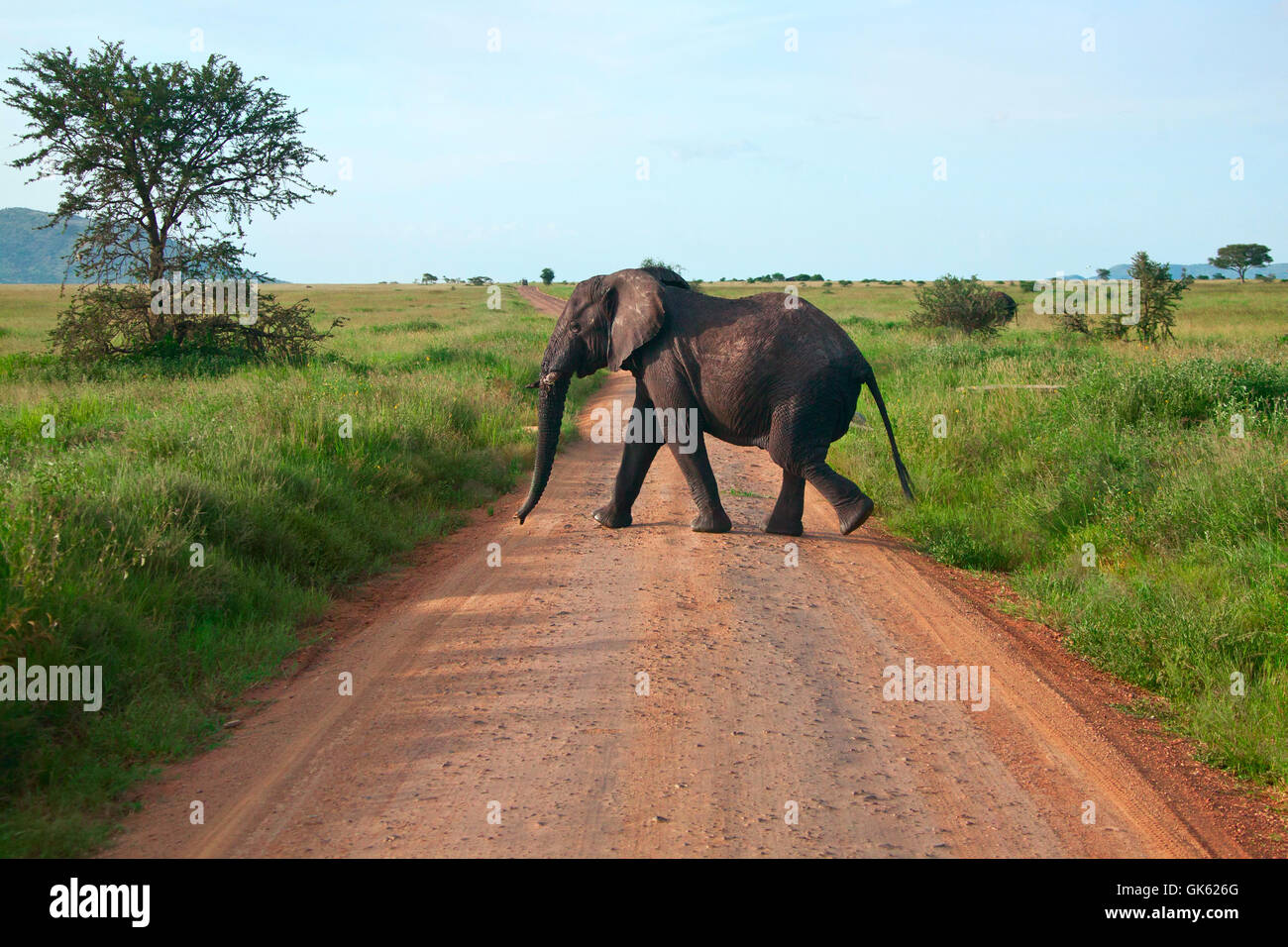 Single elephant walking on a road Stock Photo - Alamy