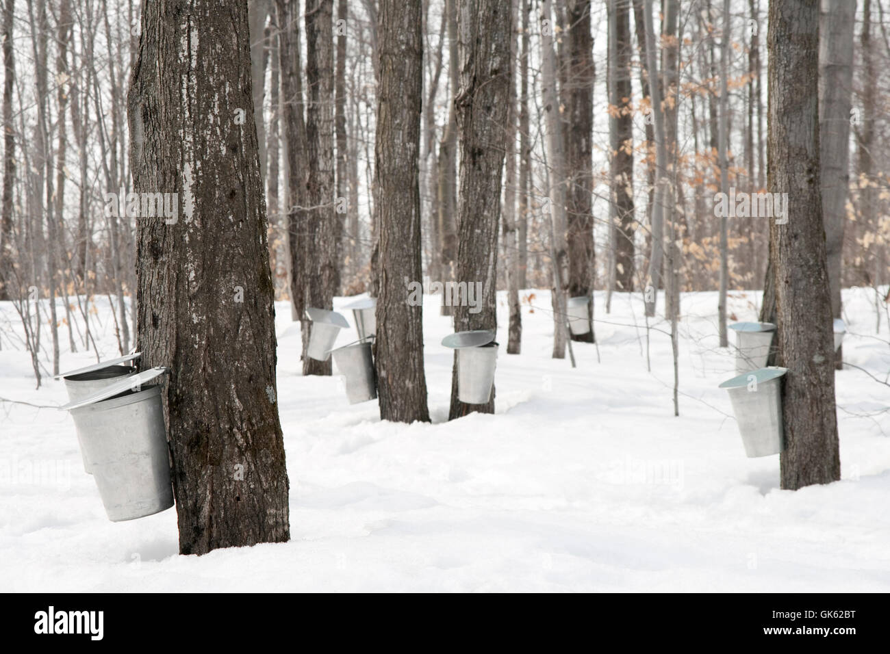 Maple syrup production Stock Photo - Alamy